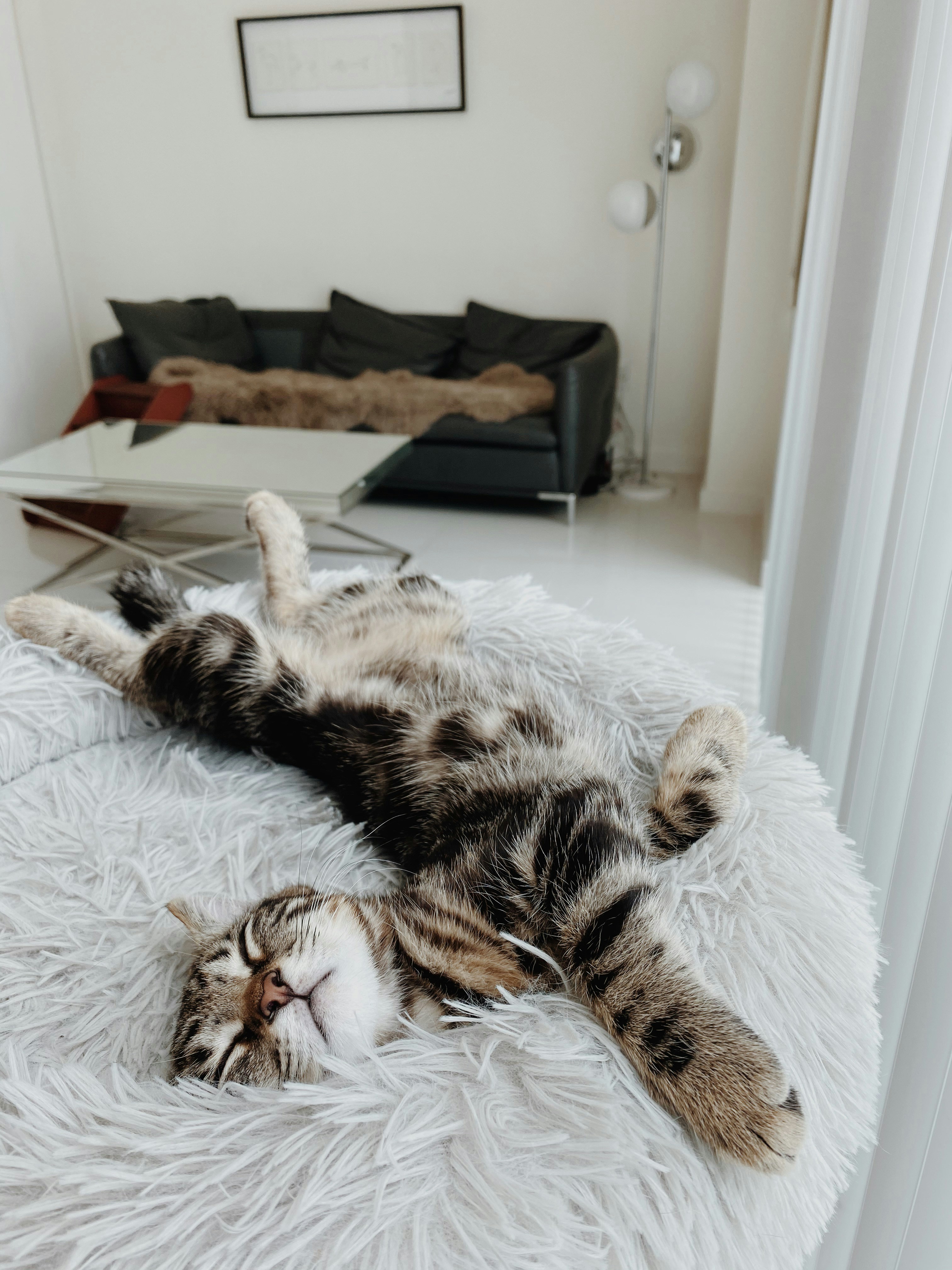 Cat In Bed Pictures | Download Free Images on Unsplash
