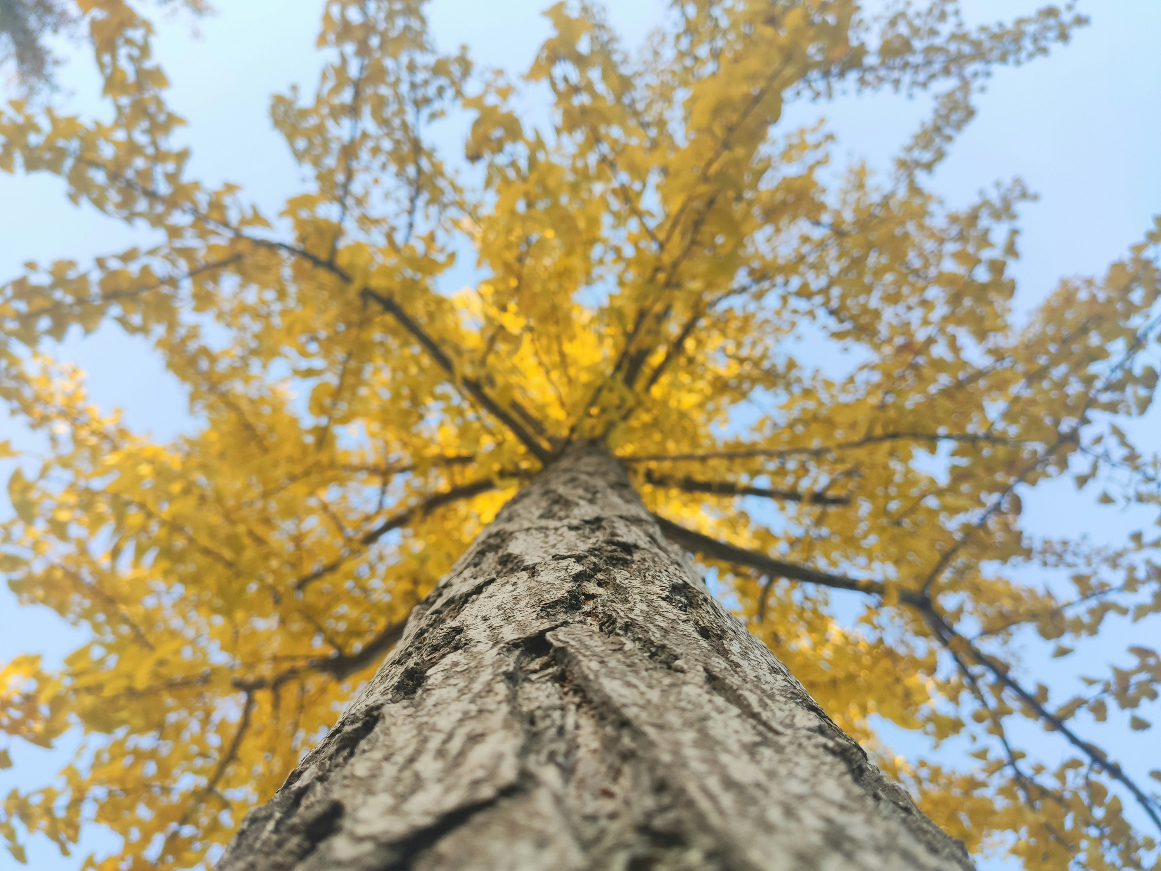 Brown tree under blue sky during daytime photo – Free Tree Image on ...