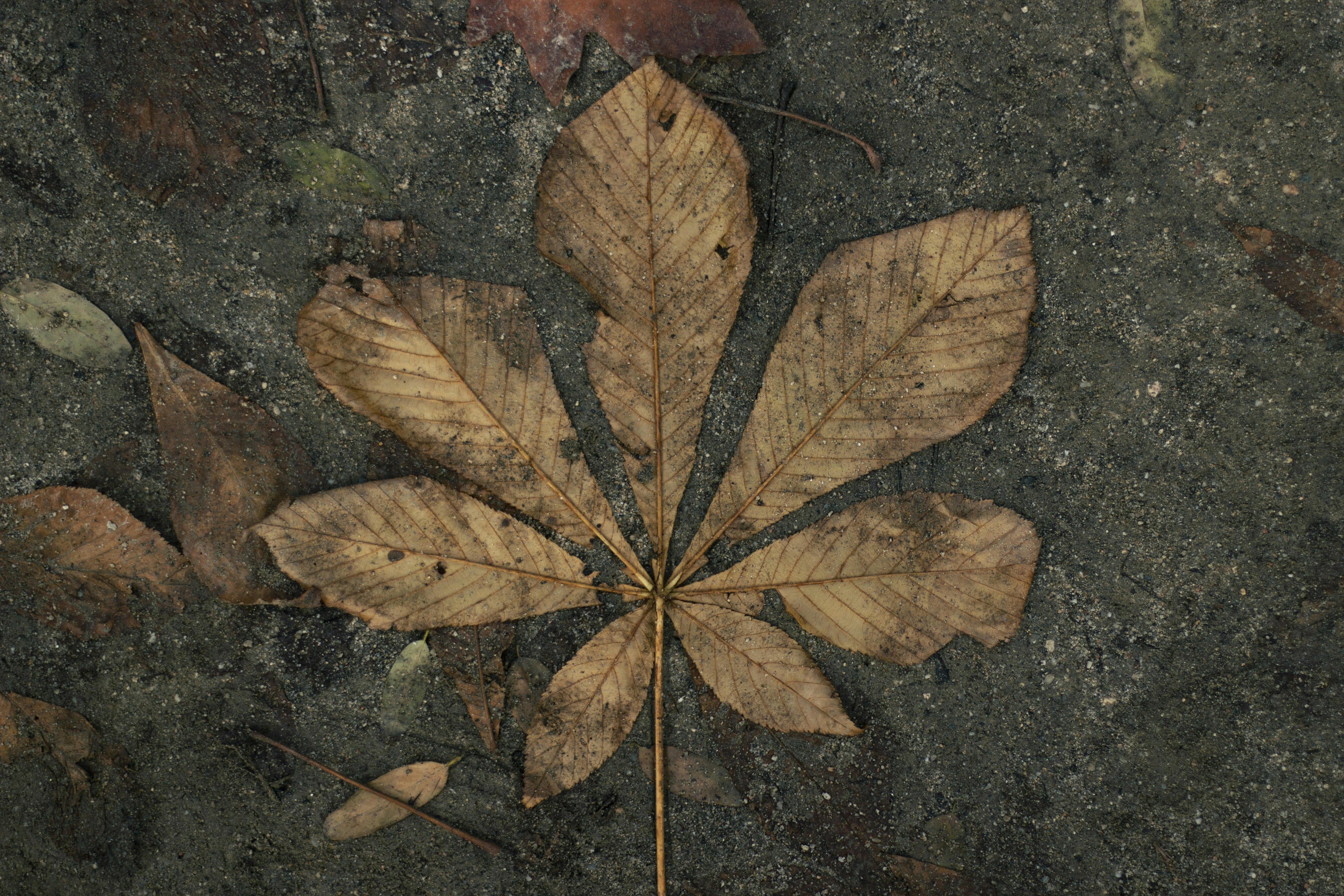 A large, dried leaf resting on a bed of soil and scattered debris, showcasing intricate vein patterns and earthy tones.