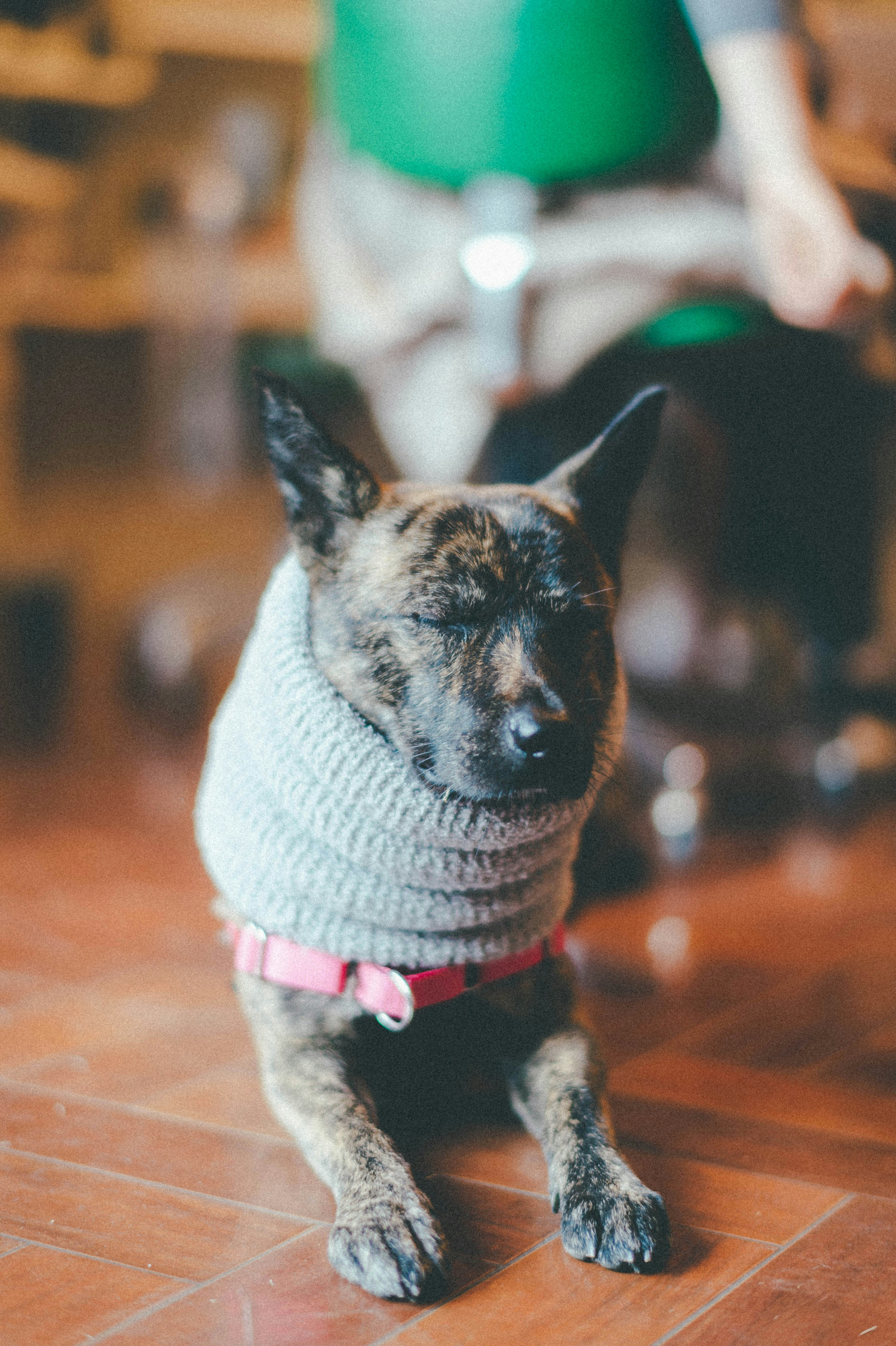 Cozy Pup in a Knit Hoodie: Calm Moment on a Wooden Floor