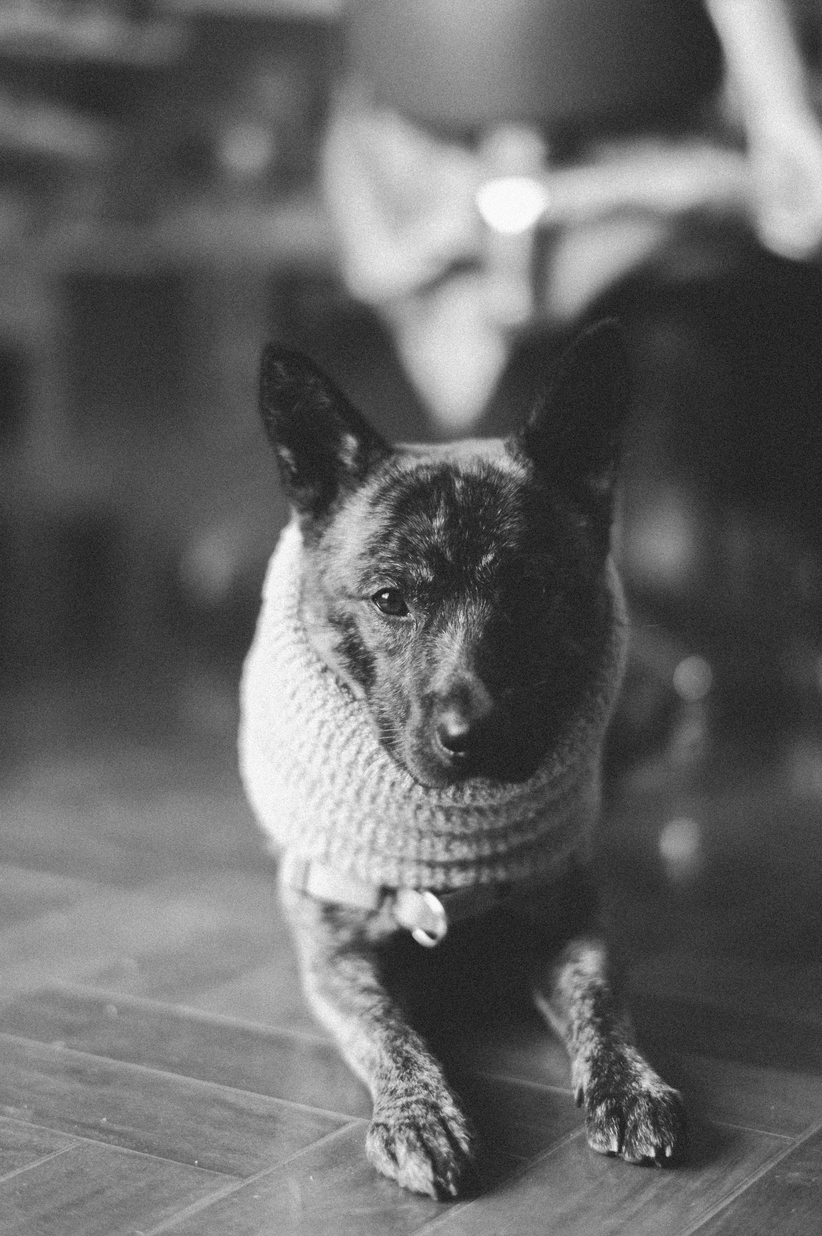 Soft Light, Warm Wool: Portrait of a Dog in a Knitted Sweater