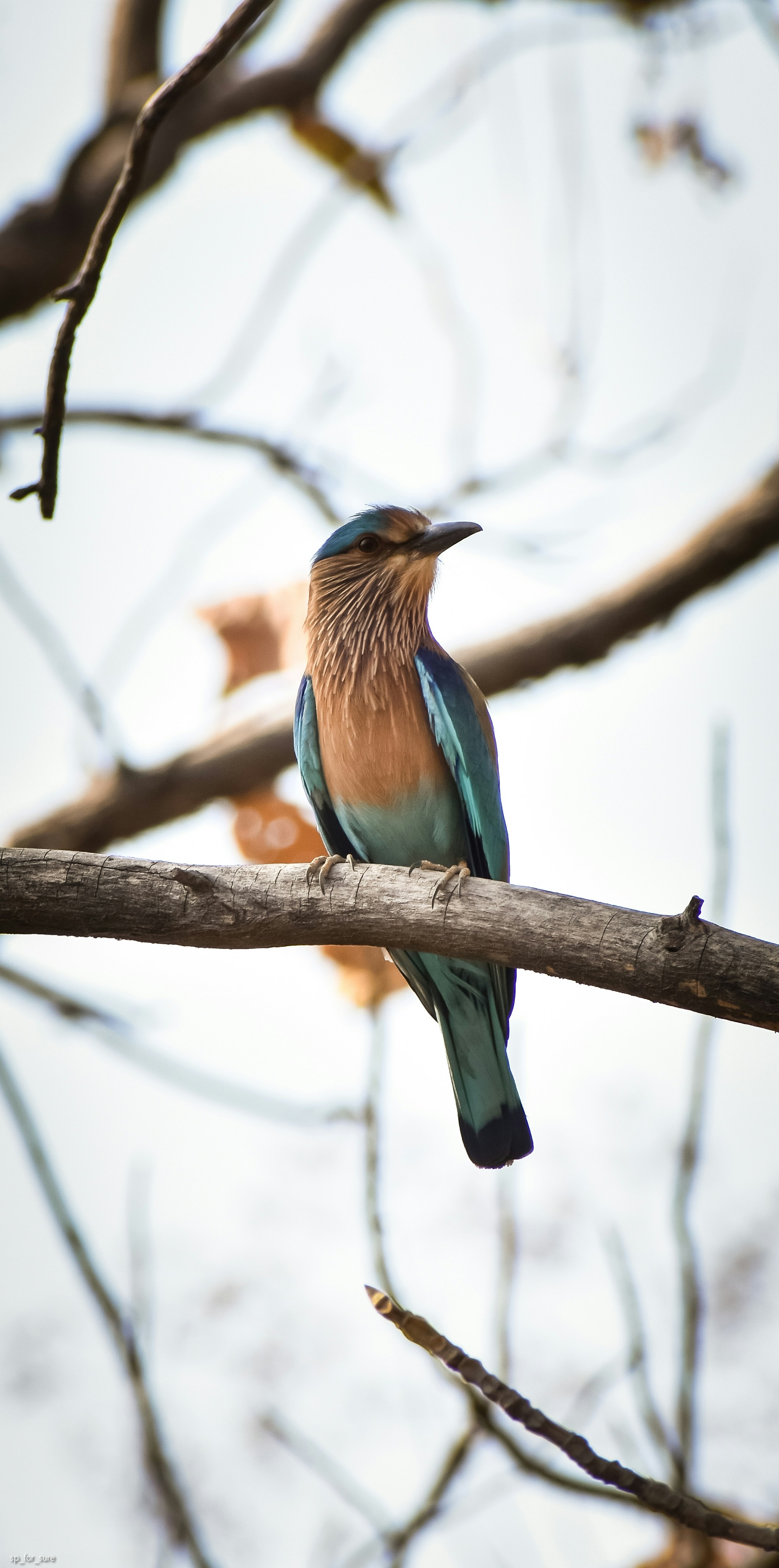 Blue and brown bird on tree branch photo – Free Blue bird Image on Unsplash
