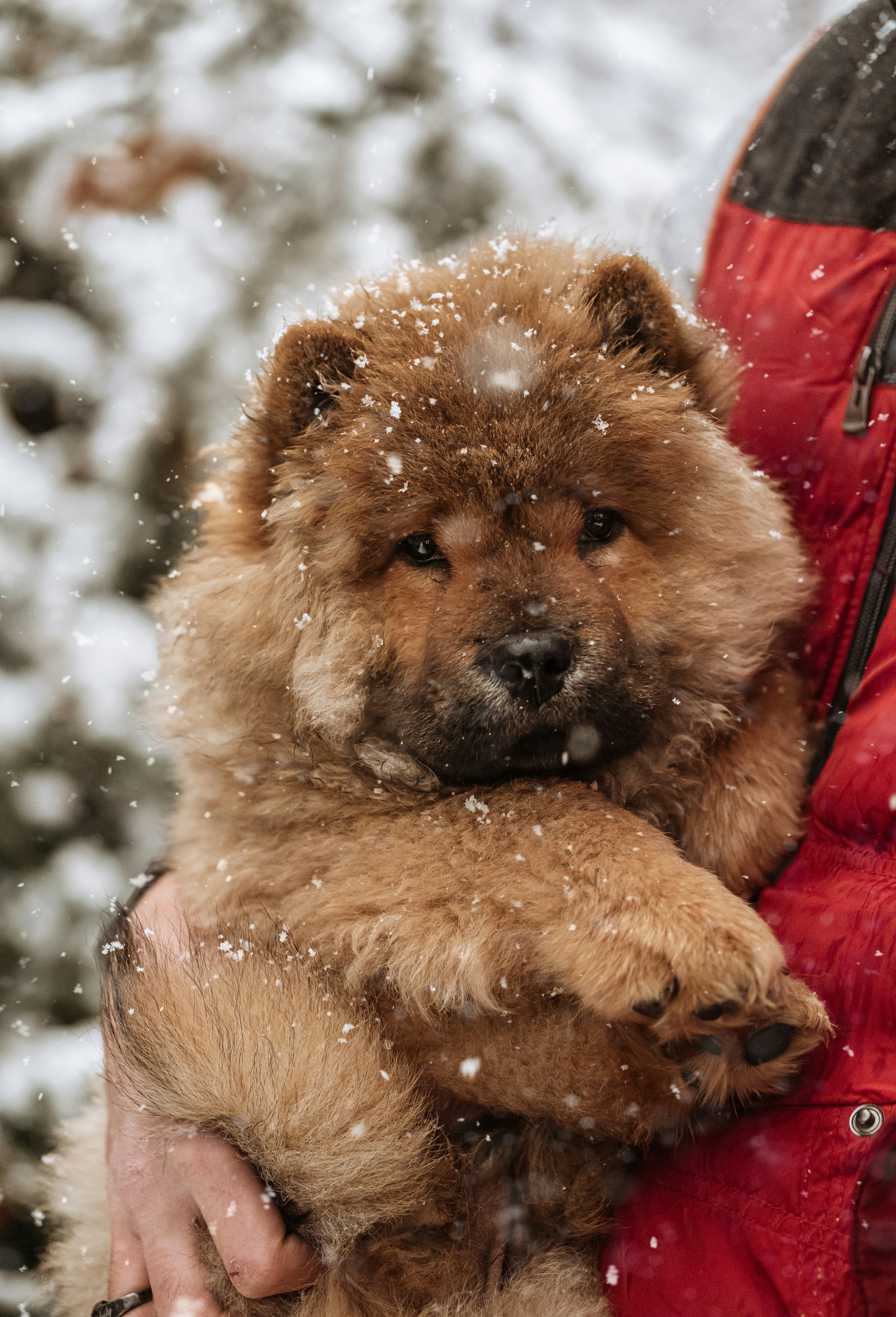 Chow Chow puppy nestled in the arms of its owner, surrounded by falling snowflakes in a winter landscape.