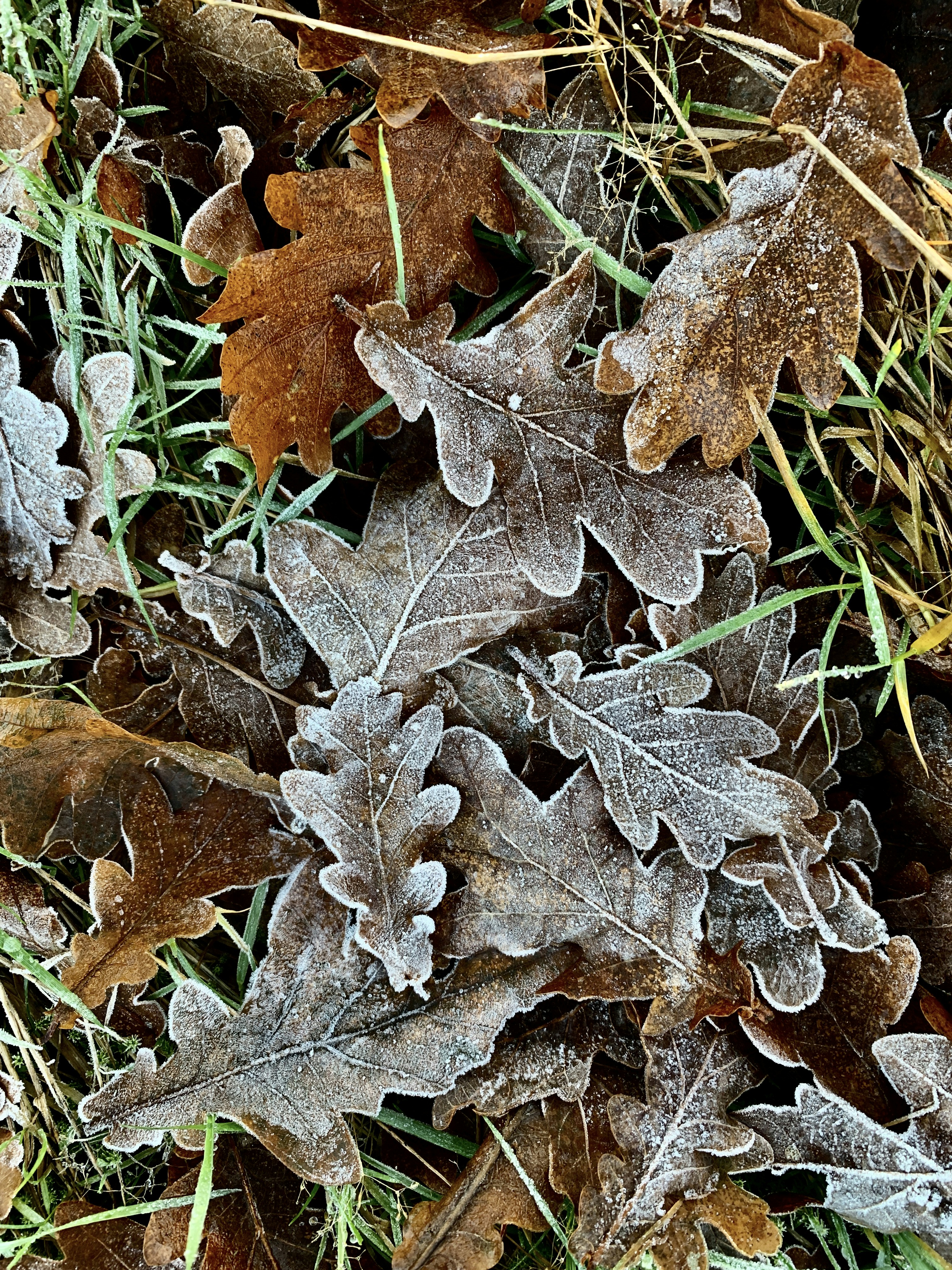 A collection of frost-covered oak leaves resting on the ground, surrounded by hints of green grass. The intricate details highlight the beauty of nature's transition into winter.