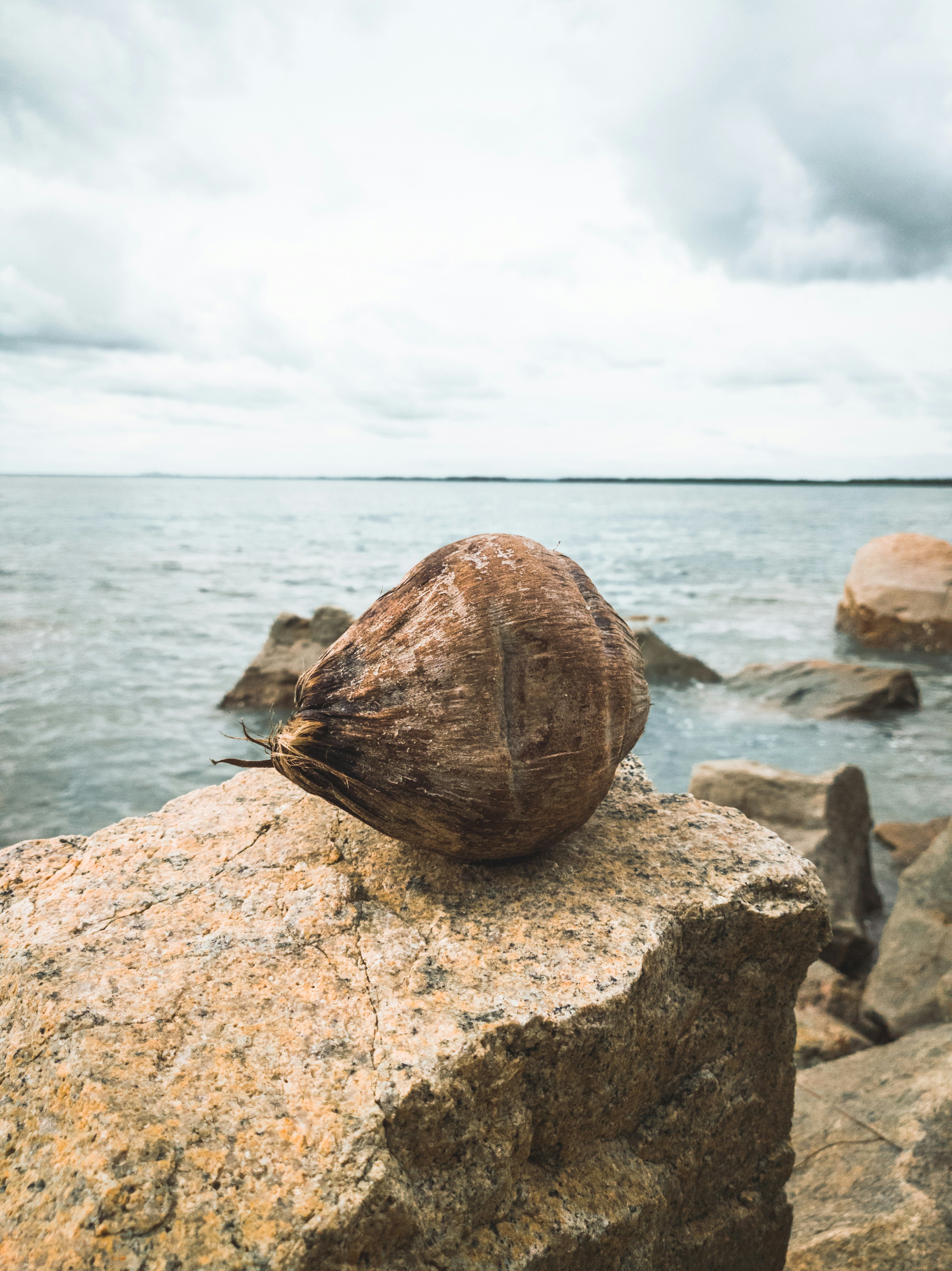 A lone coconut rests on a rough rock with a calm sea and cloudy sky in the background, capturing a coastal still-life composition.