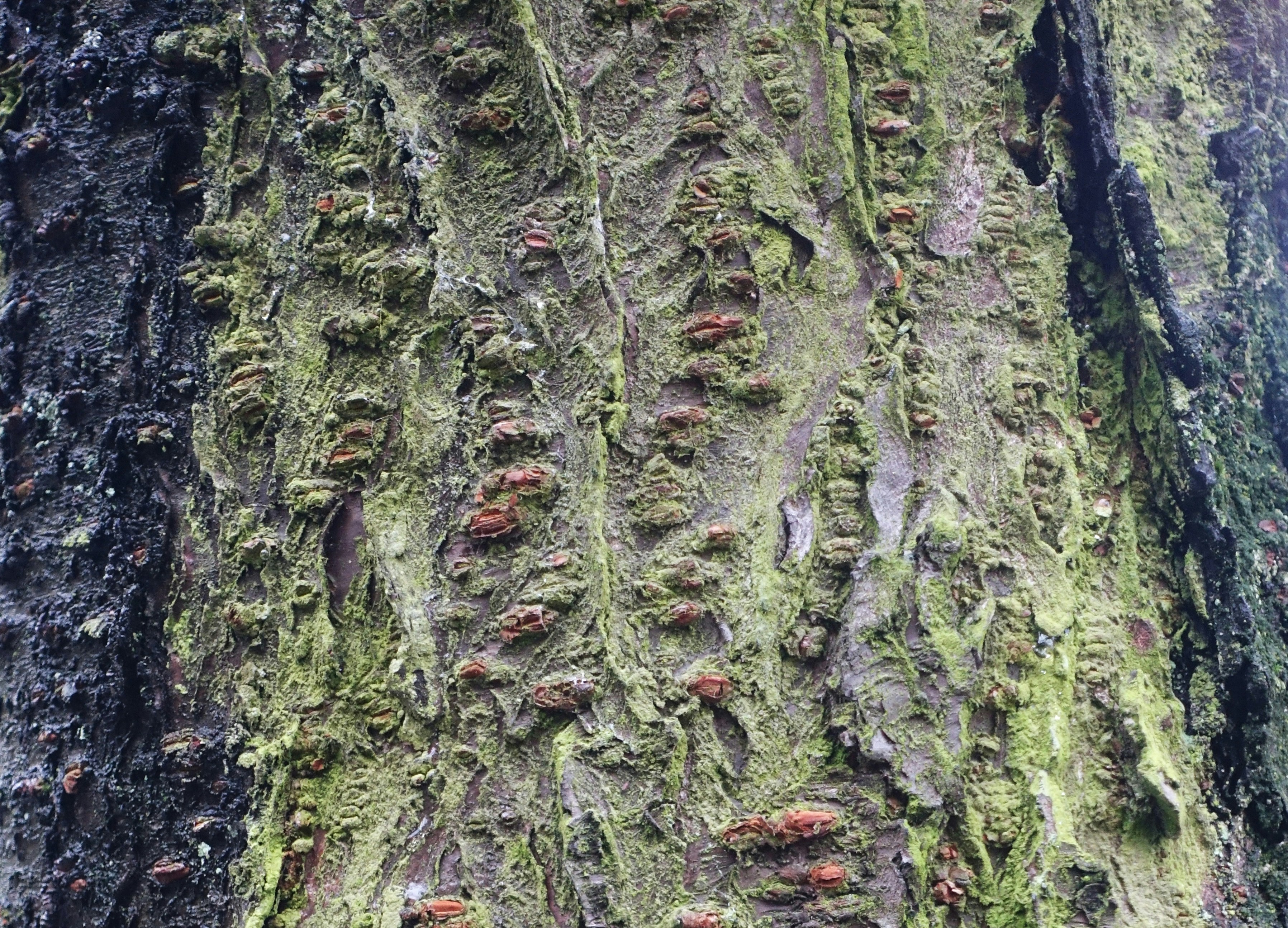 Moss-Carved Bark: A Close-Up Study of Tree Texture