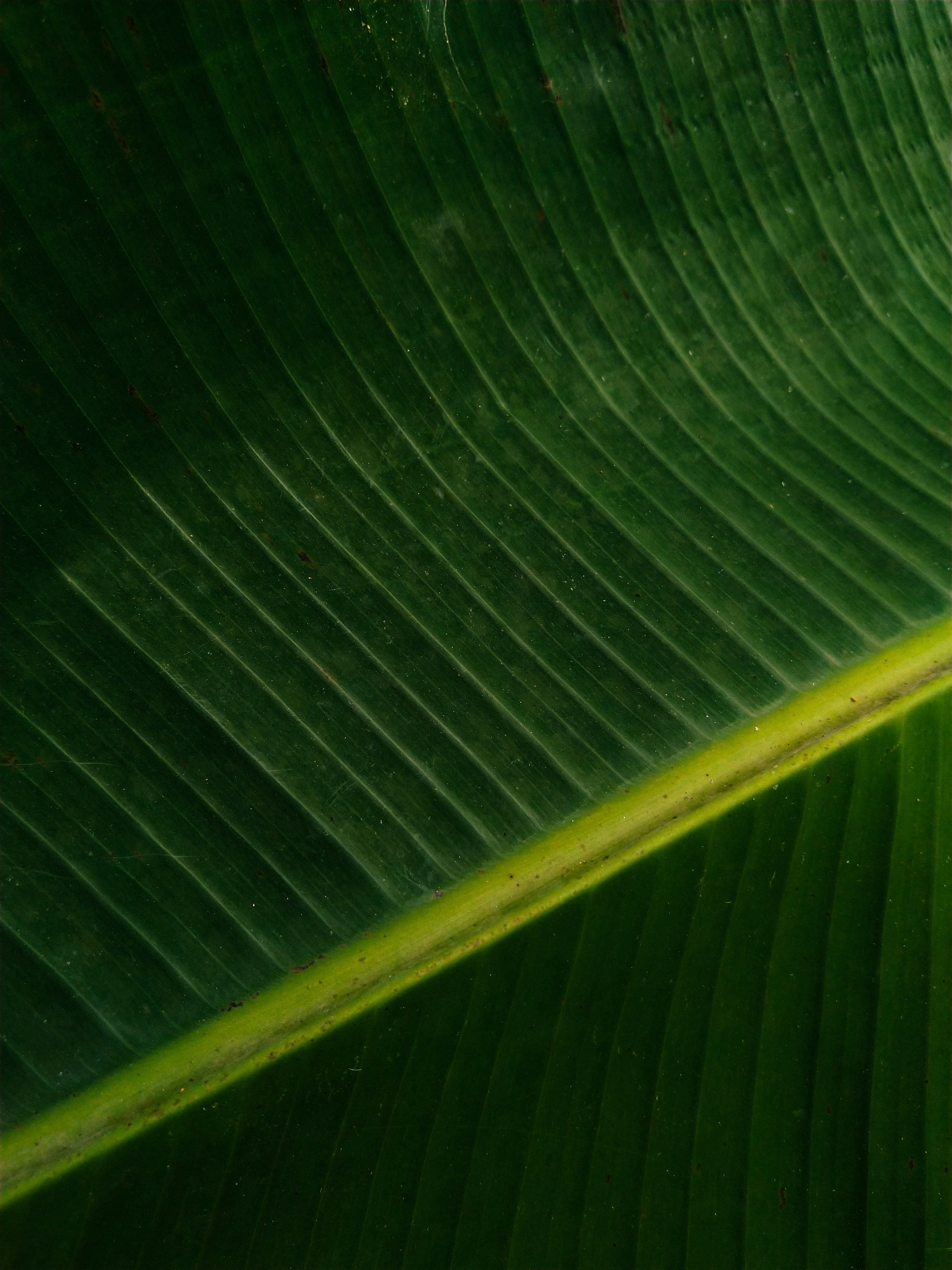 minimalist dark green banana leaf  | green leaf in close up photography