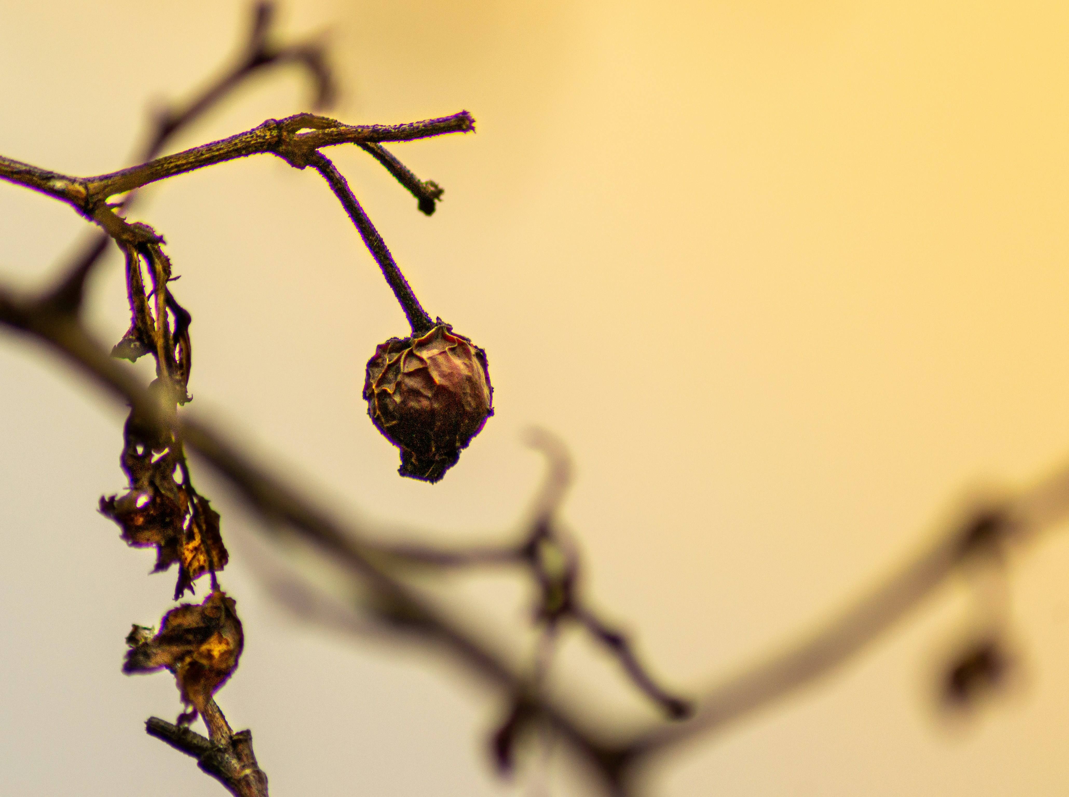 Withered Fruit Adrift on a Quiet Branch