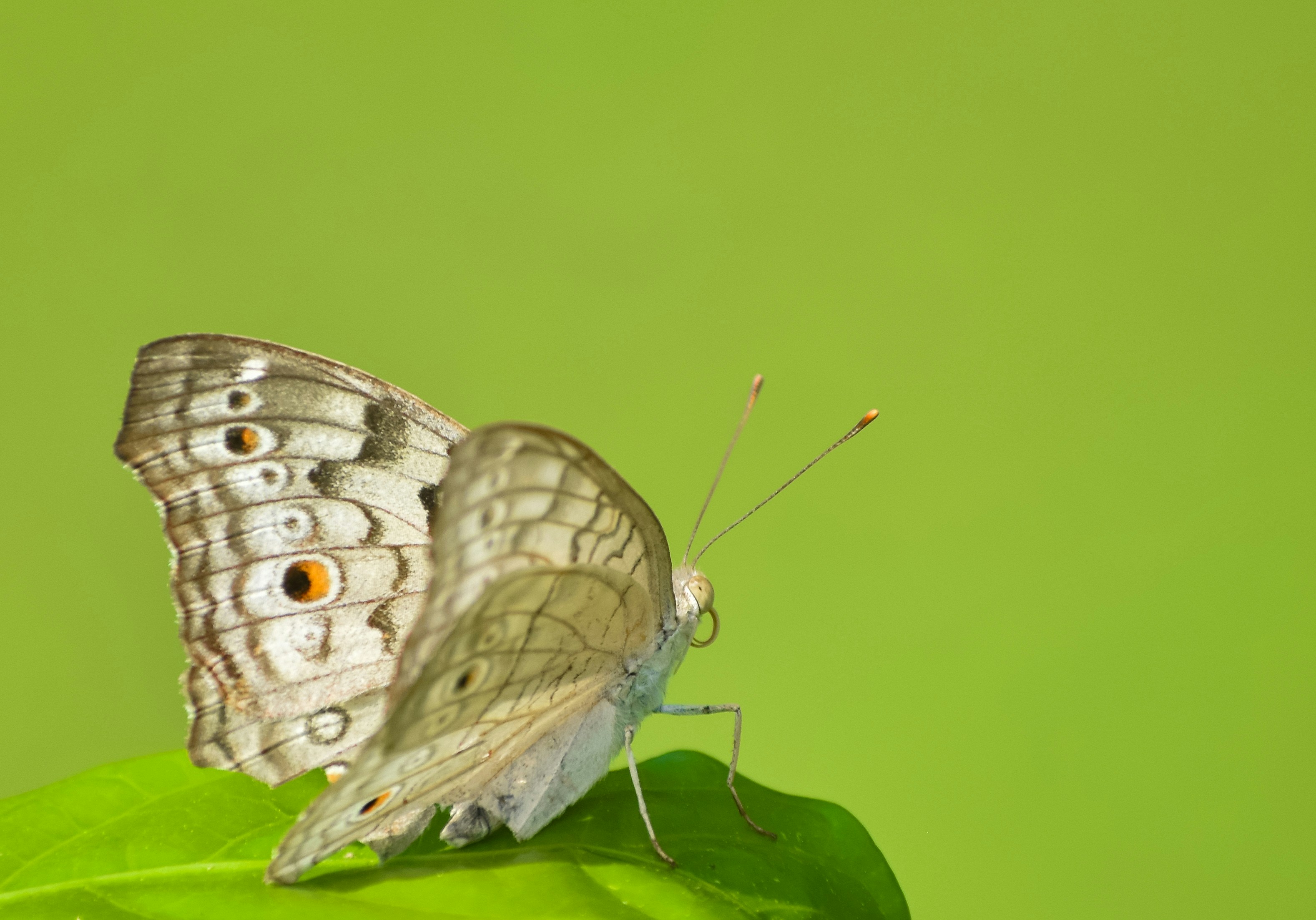 Emerald Veil on a Lime Leaf: a butterfly at rest with detailed eye spots