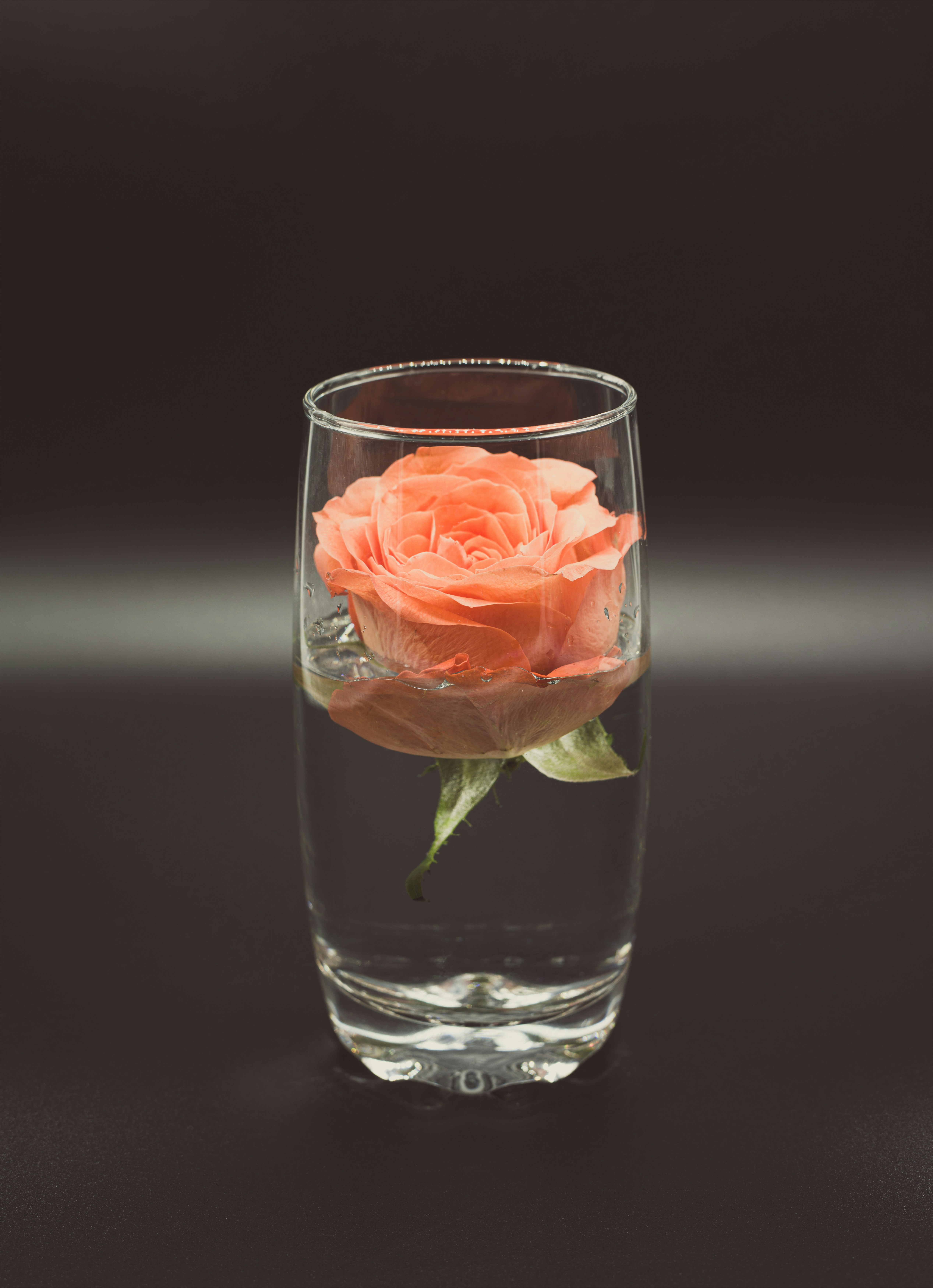 Red rose in clear glass photo – Free Plant Image on Unsplash
