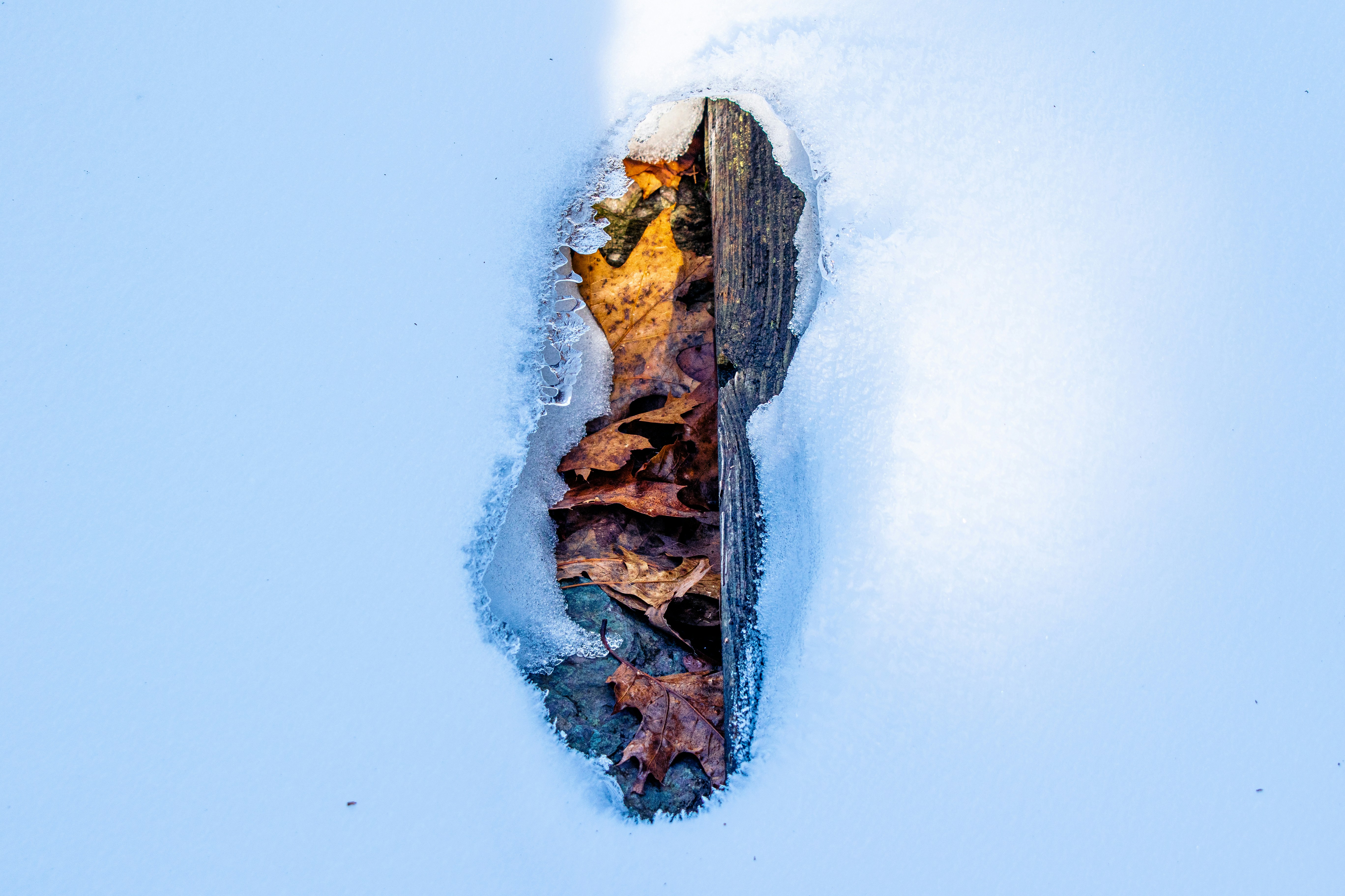 Orange autumn leaves showing through a large footprint in deep white winter snow.