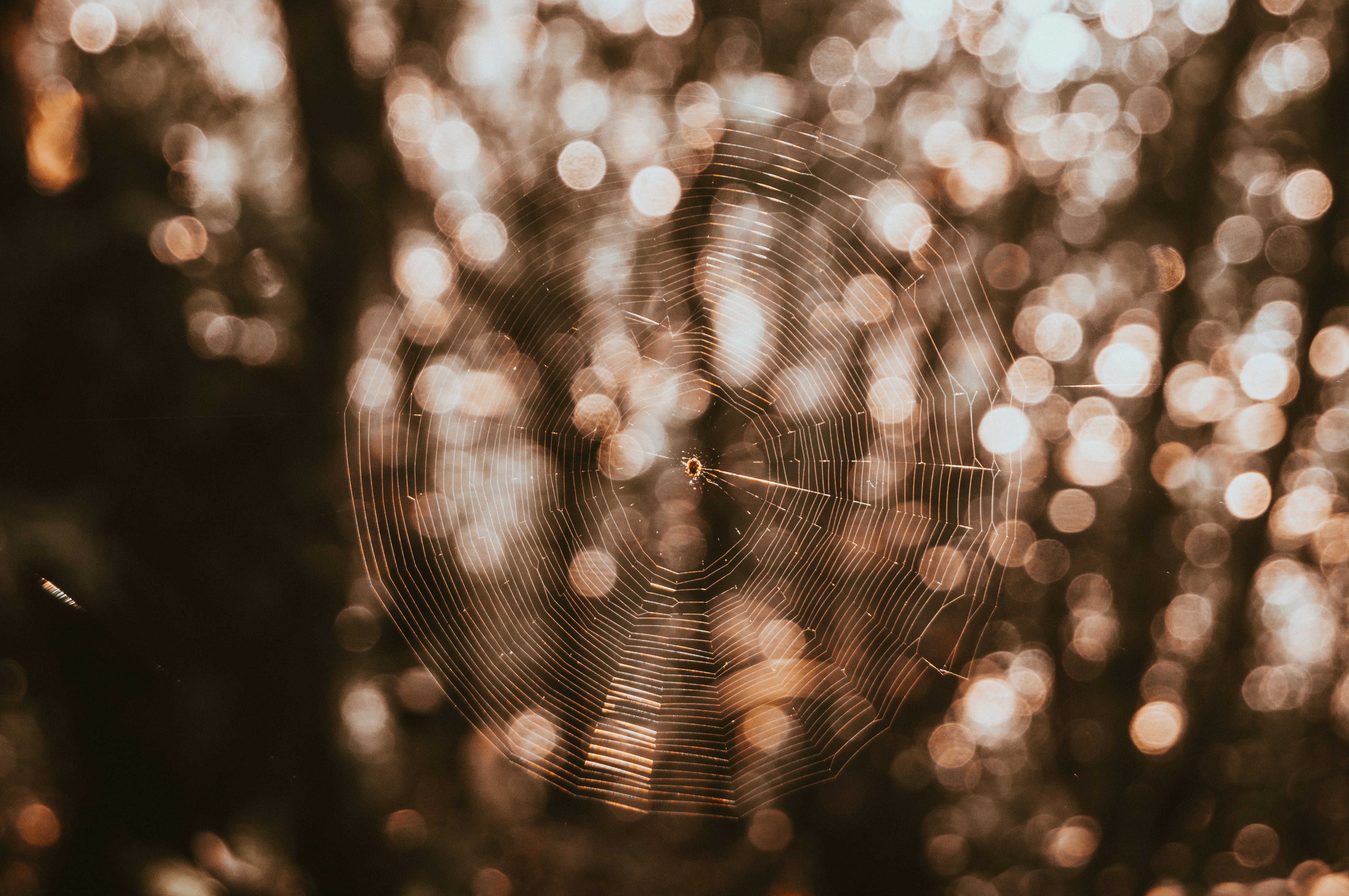 Orbits in the Sunlit Forest: A Ringed Lens Moment