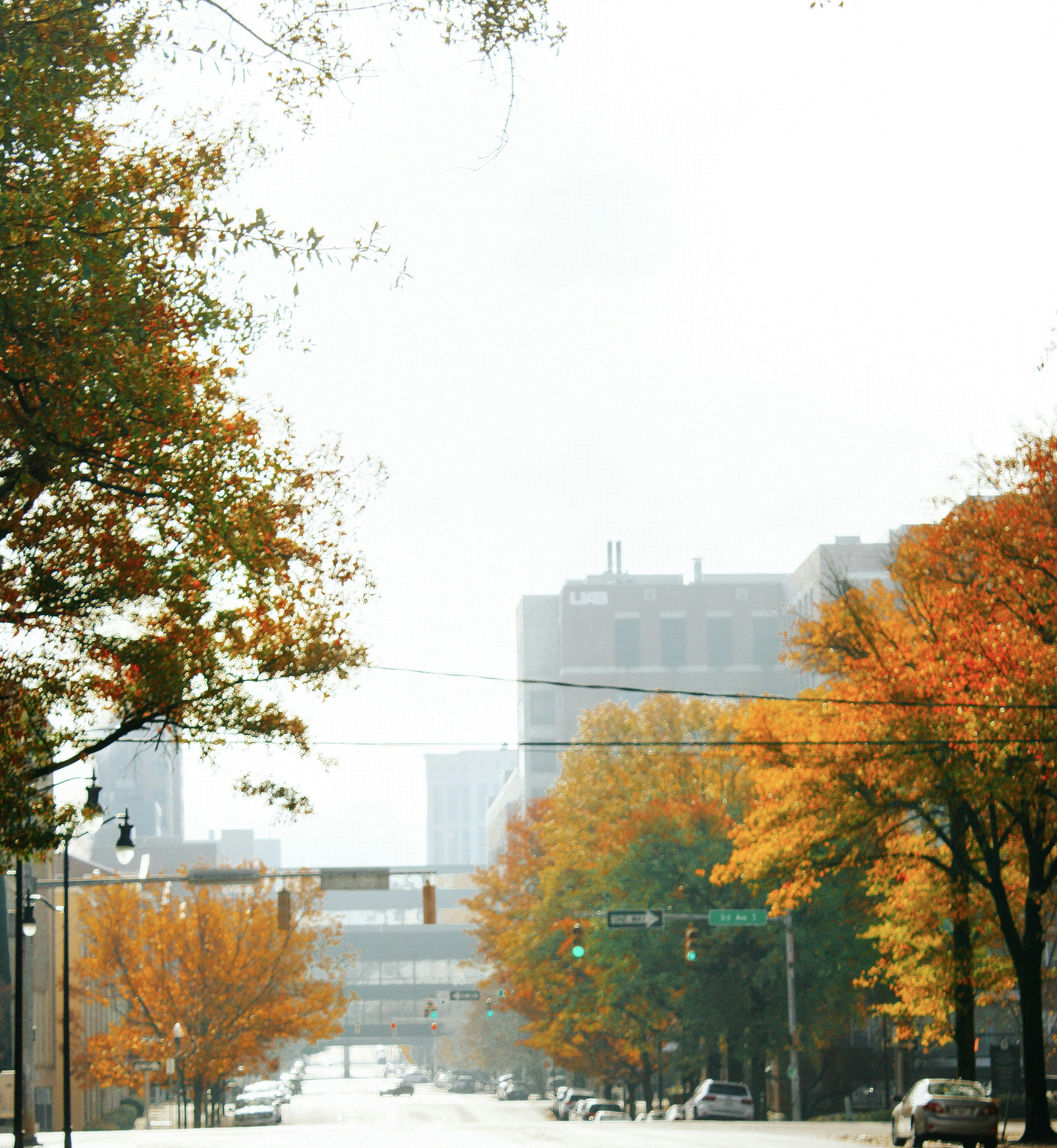 green and brown trees near white concrete building during daytime