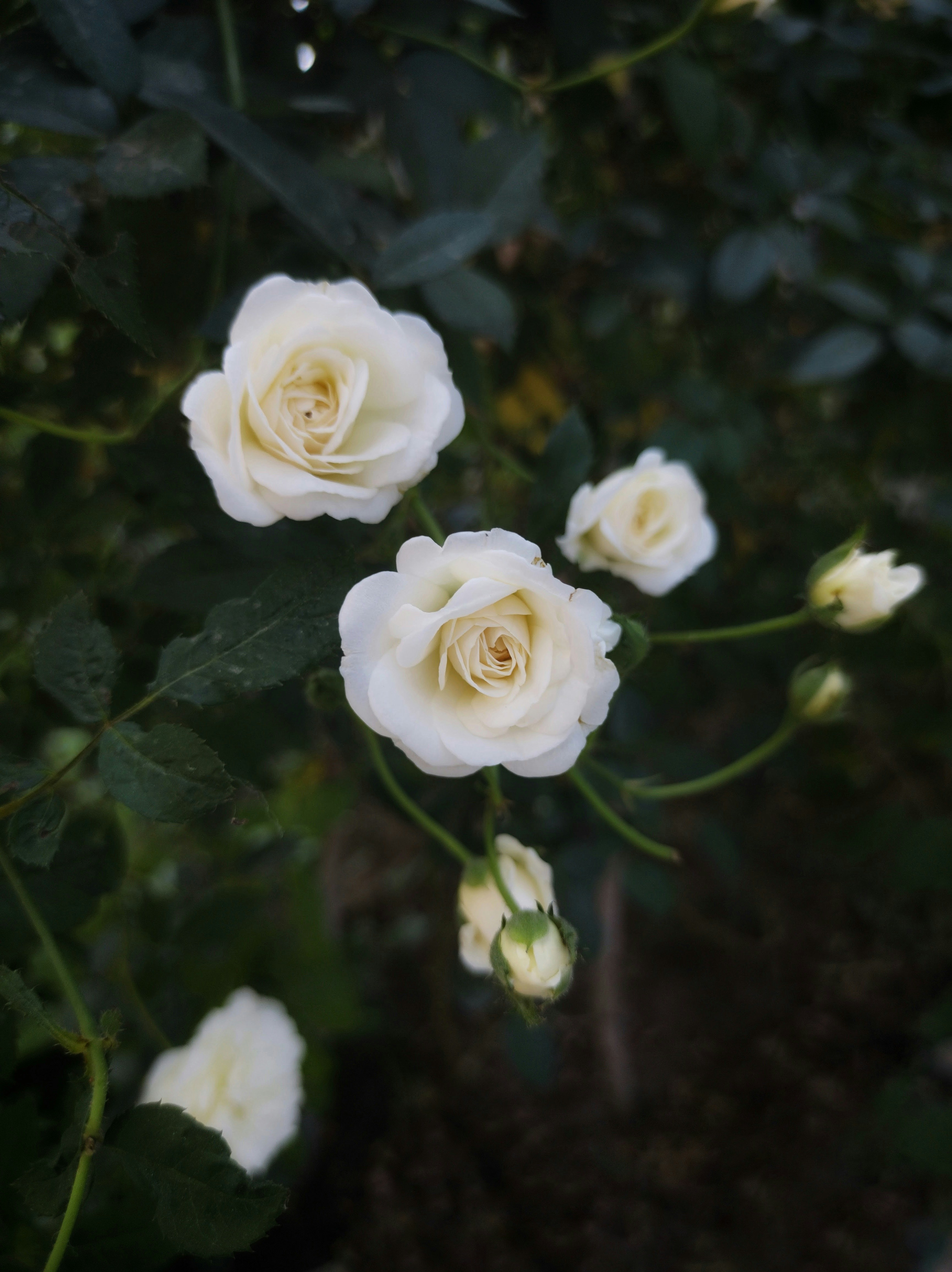 30k+ White Roses Pictures | Download Free Images on Unsplash