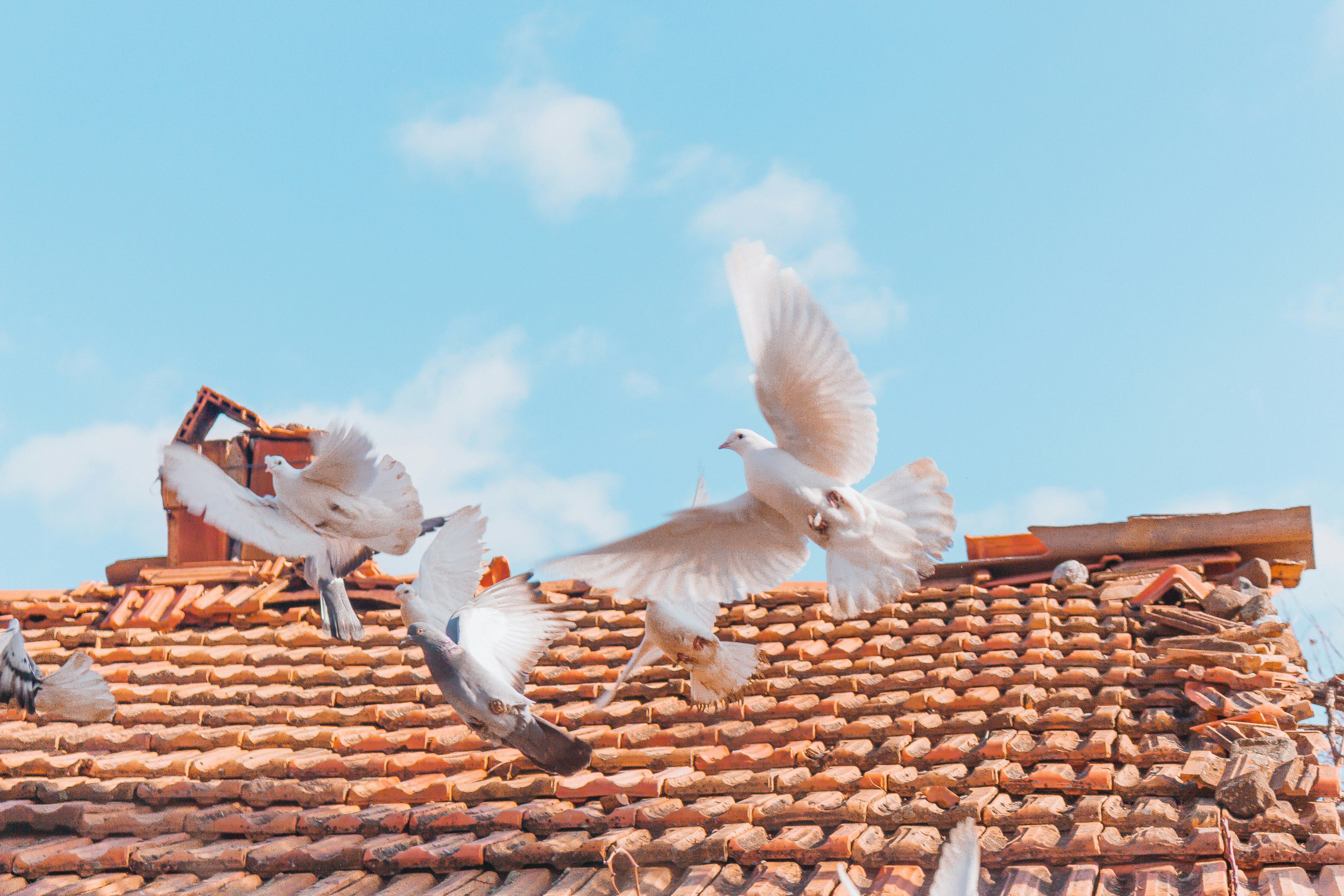 Doves Lift Off Over a Sunlit Terracotta Roof