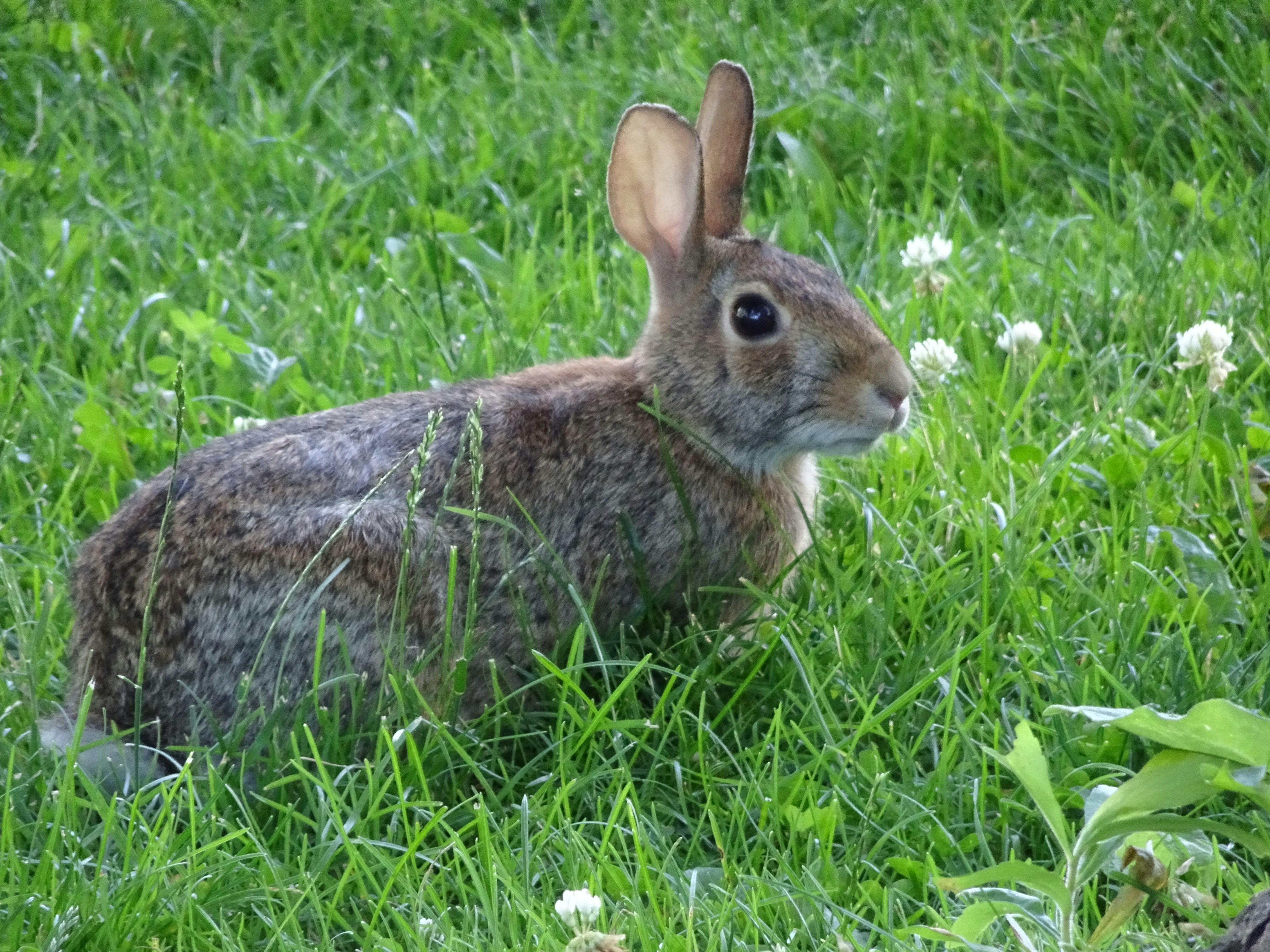 Brown rabbit on green grass field during daytime photo – Free Wisconsin ...
