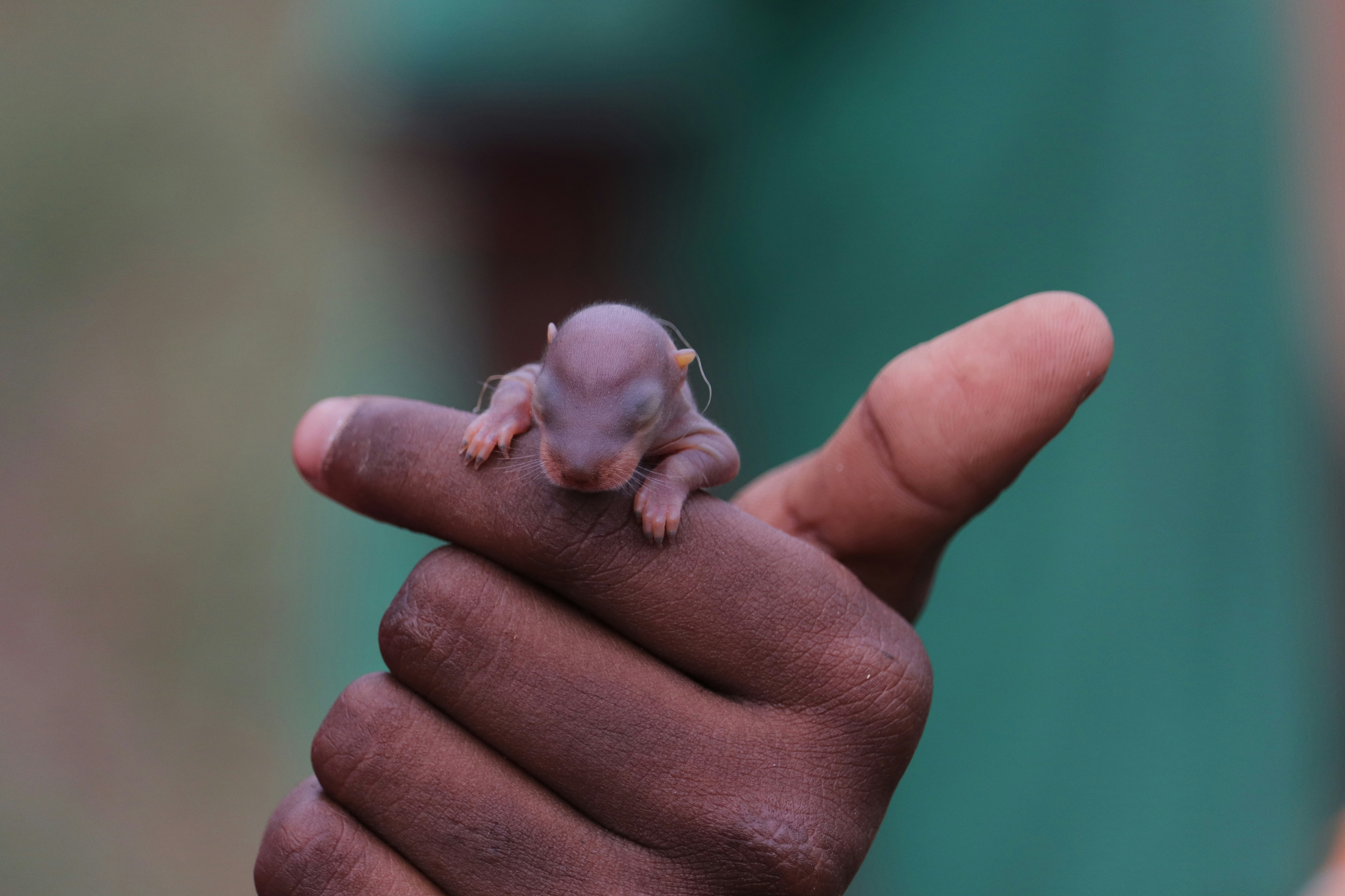 Born squirrel