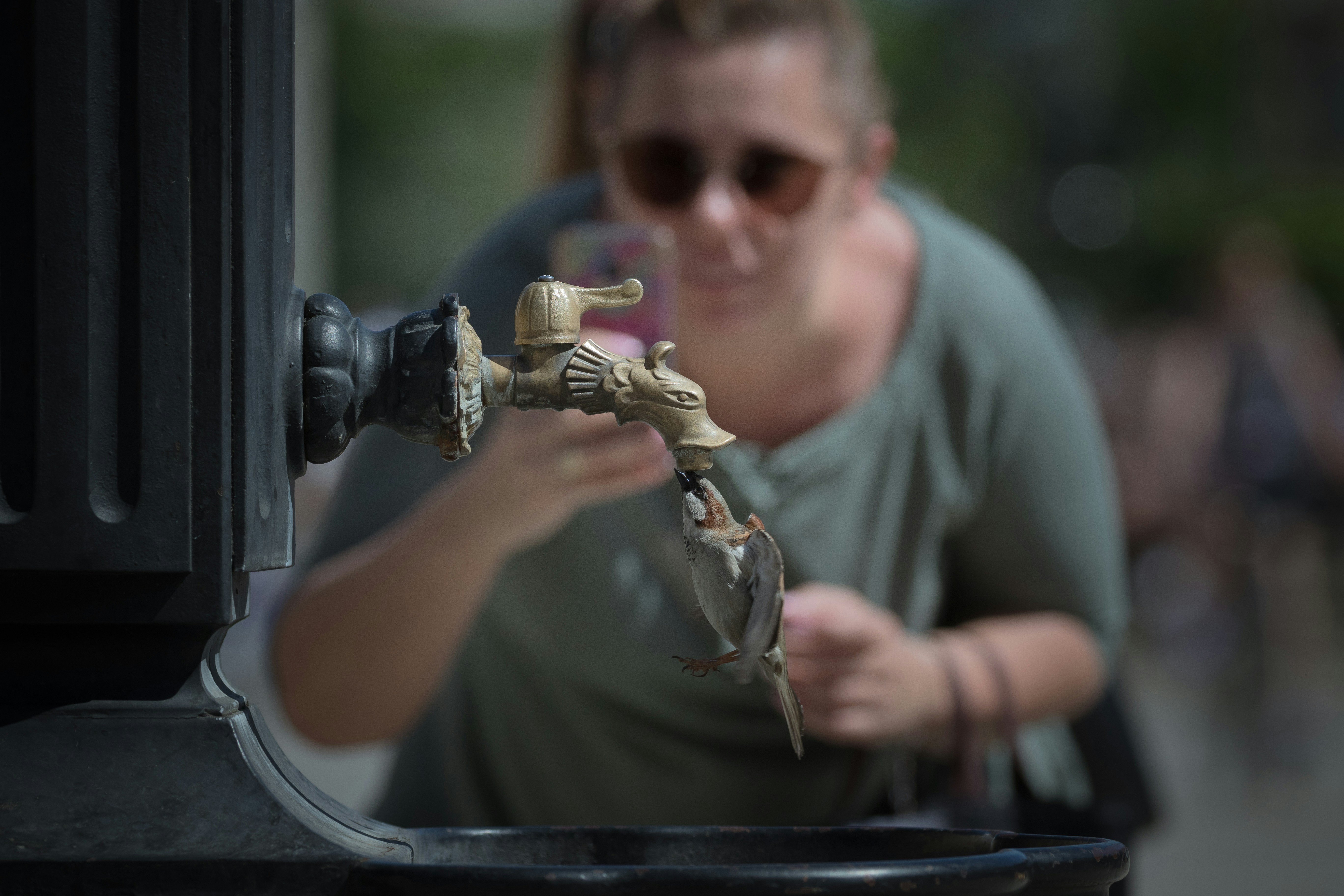 Lifelong Curiosity: A Gardener’s Faucet and Crustacean Moment