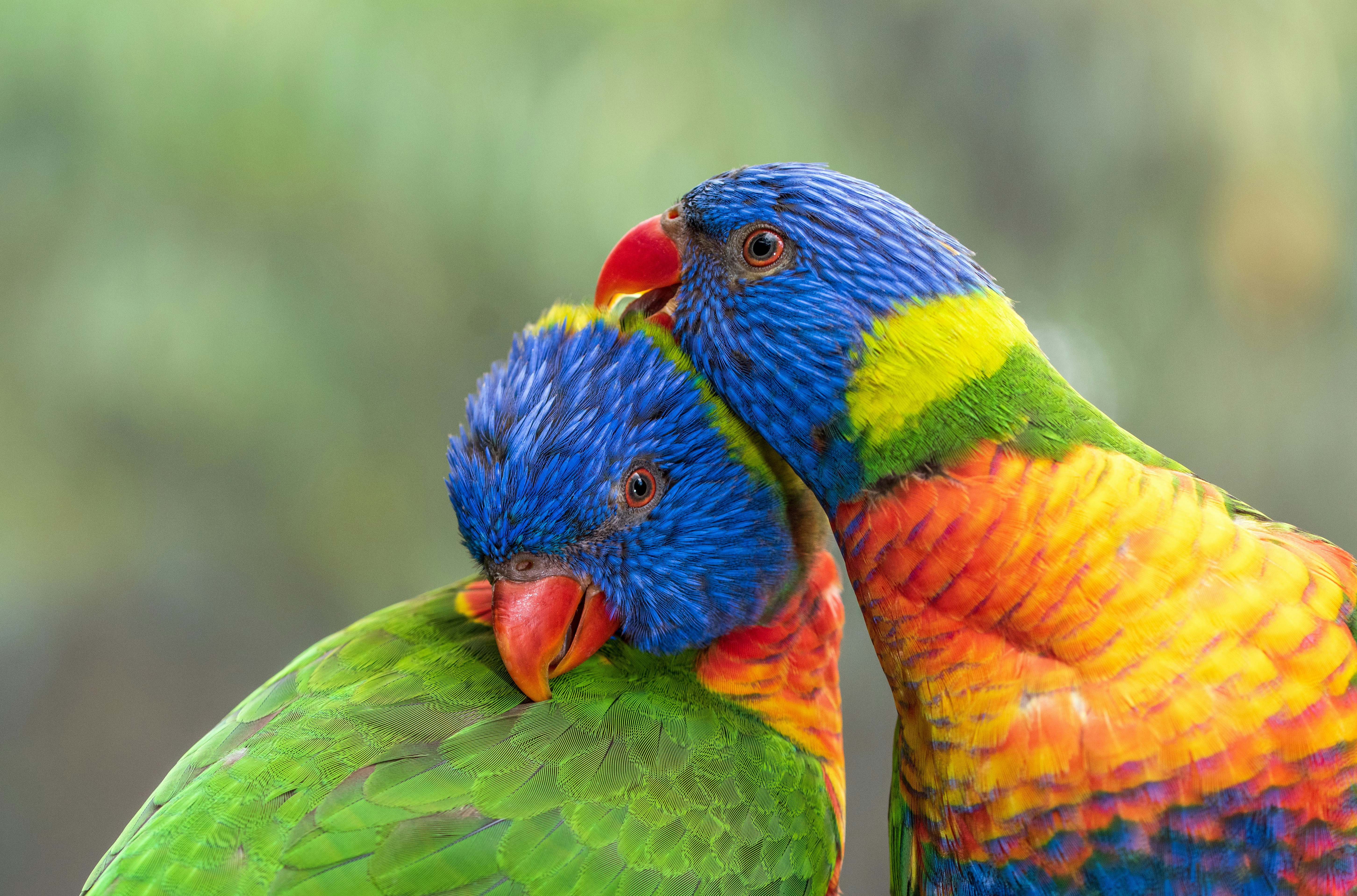 A Rainbow Lorikeet couple enjoy preening each other.