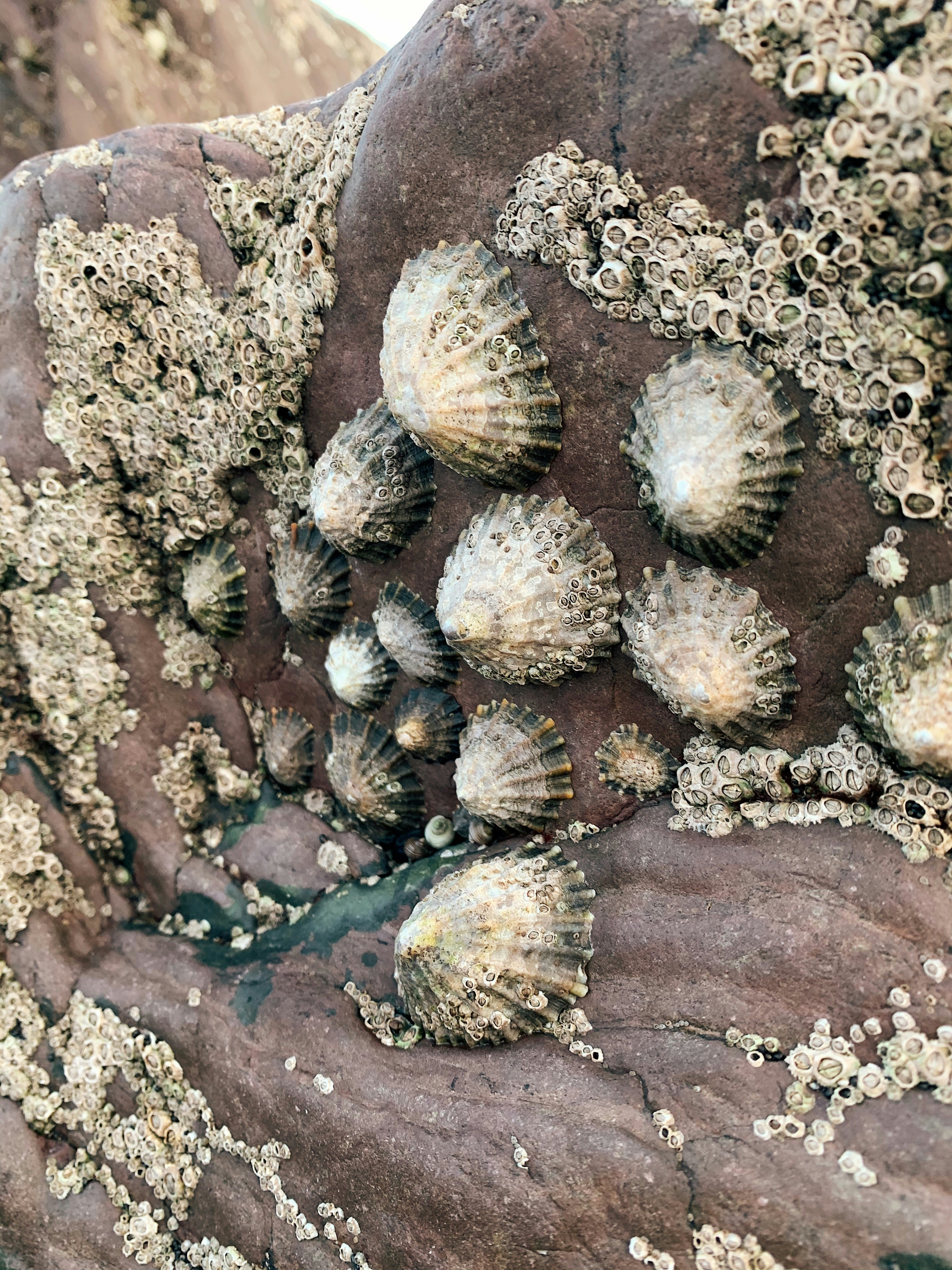 Tide-Worn Mosaic: Conical Shells Crown a Barnacle-Rimmed Rock
