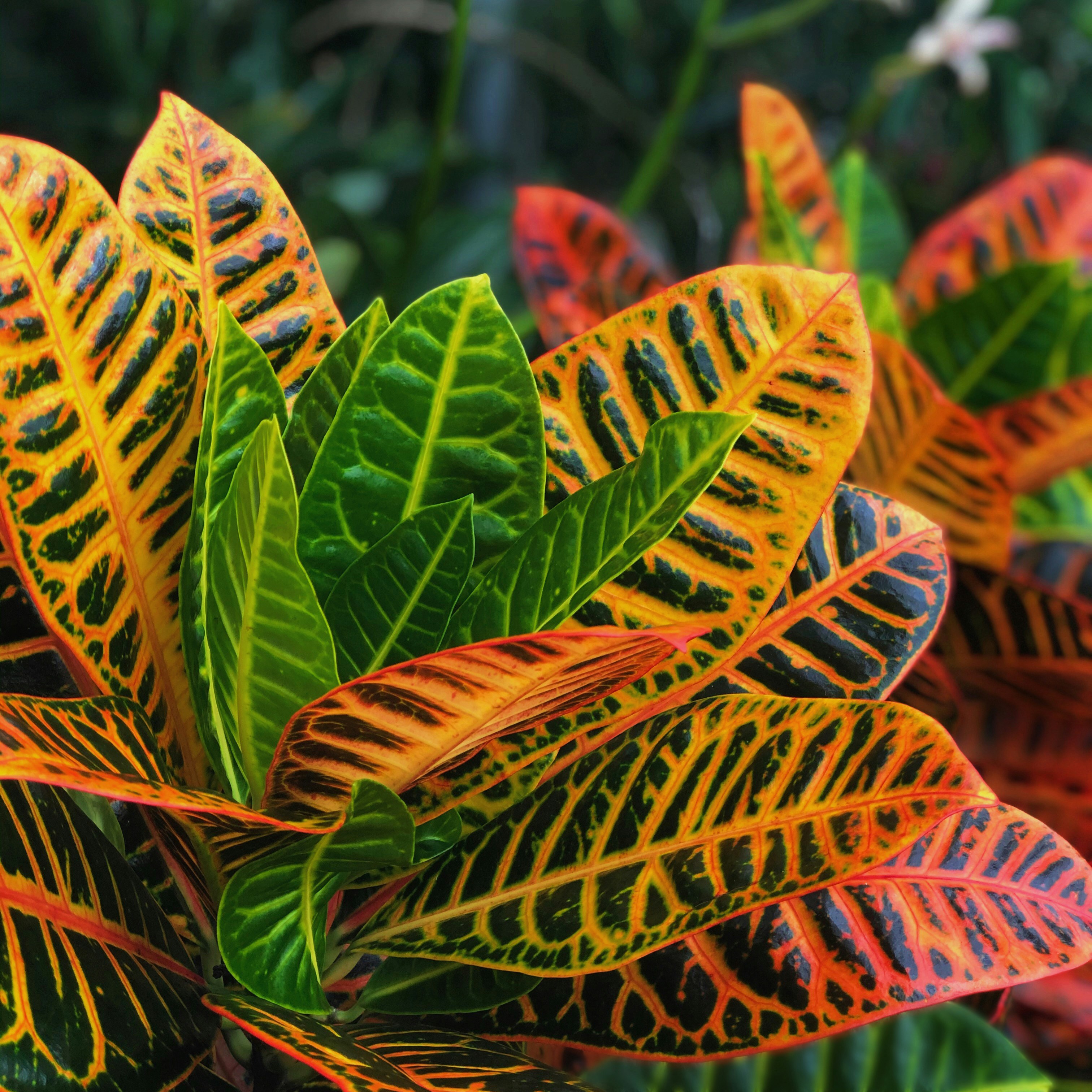 Vibrant croton leaves showcase a spectrum of green, orange, and yellow hues, creating a lively botanical display.