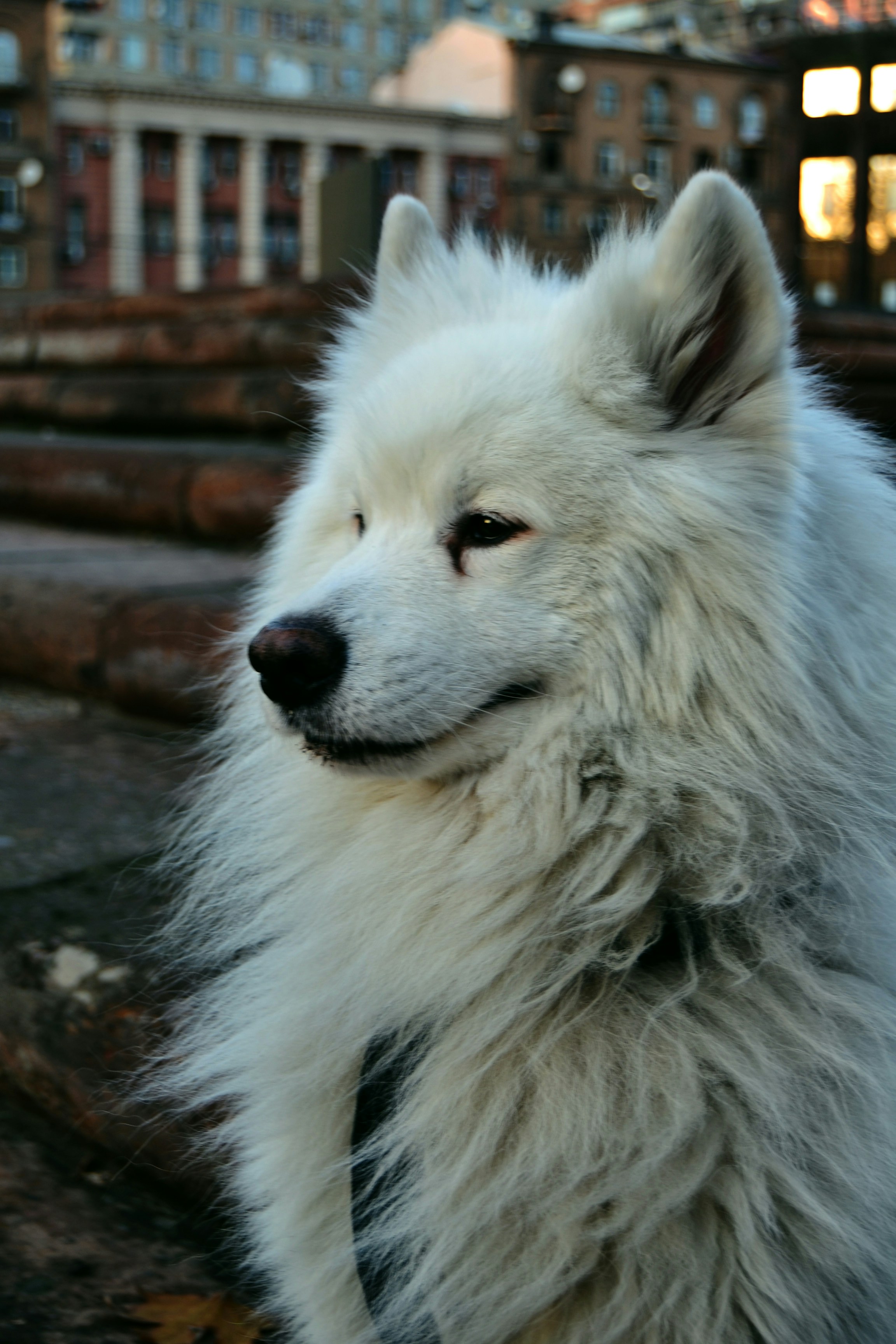 Whispers of Winter: A Samoyed's Grace