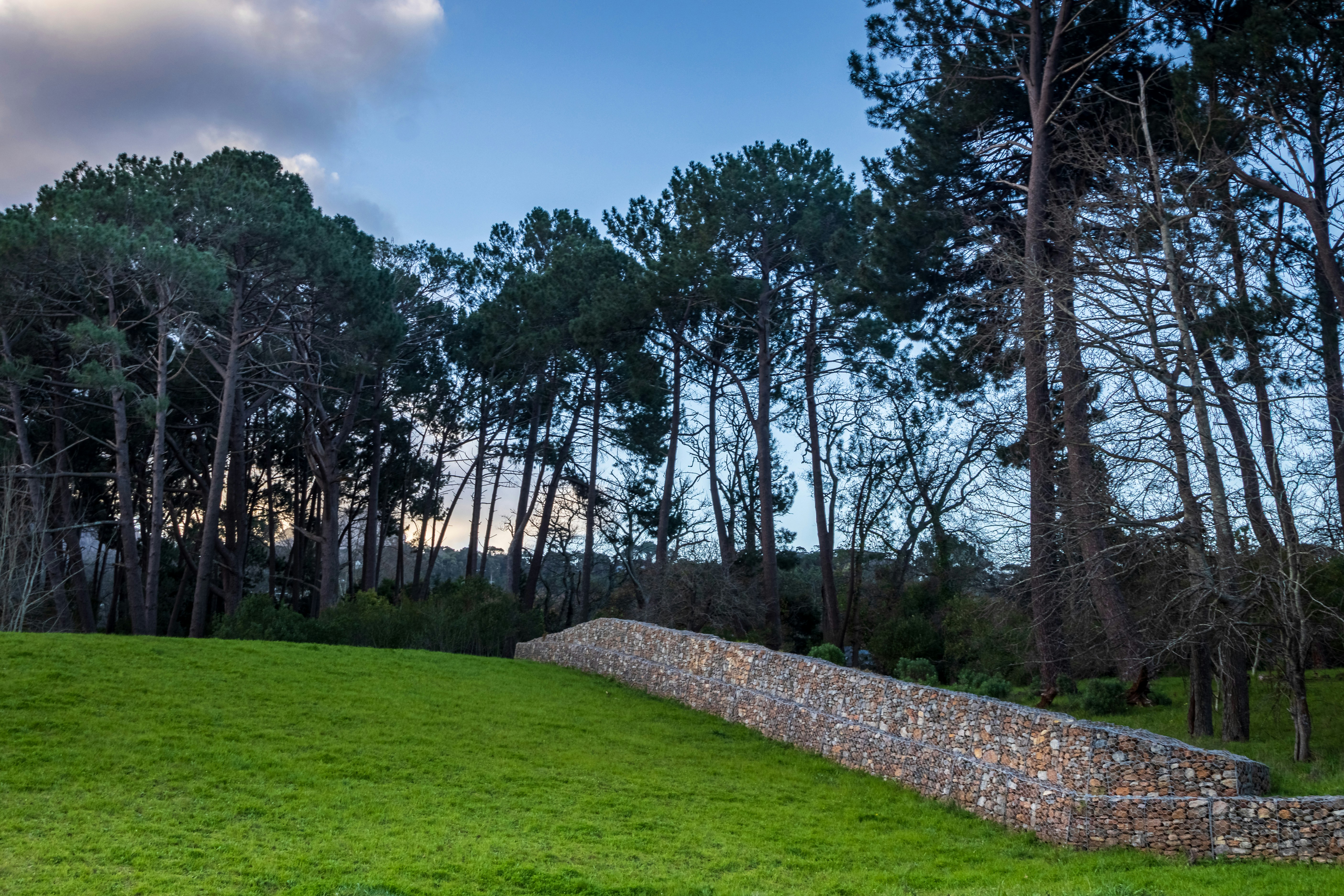 Stone Ribbon Across the Lawn Beneath Pine Shadows at Dusk