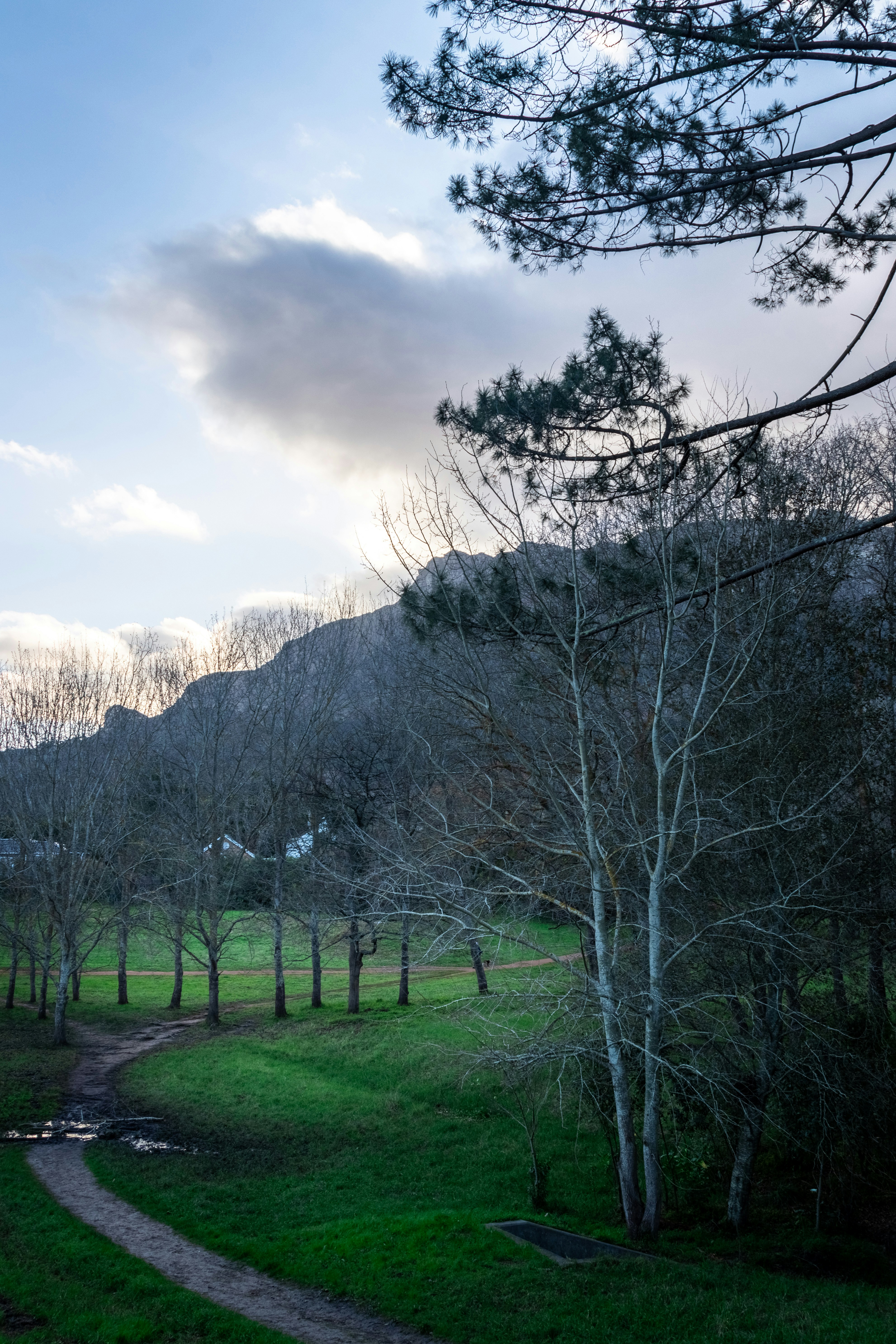 Ridgeward Tracks: Quiet Light Along a Meadow Path