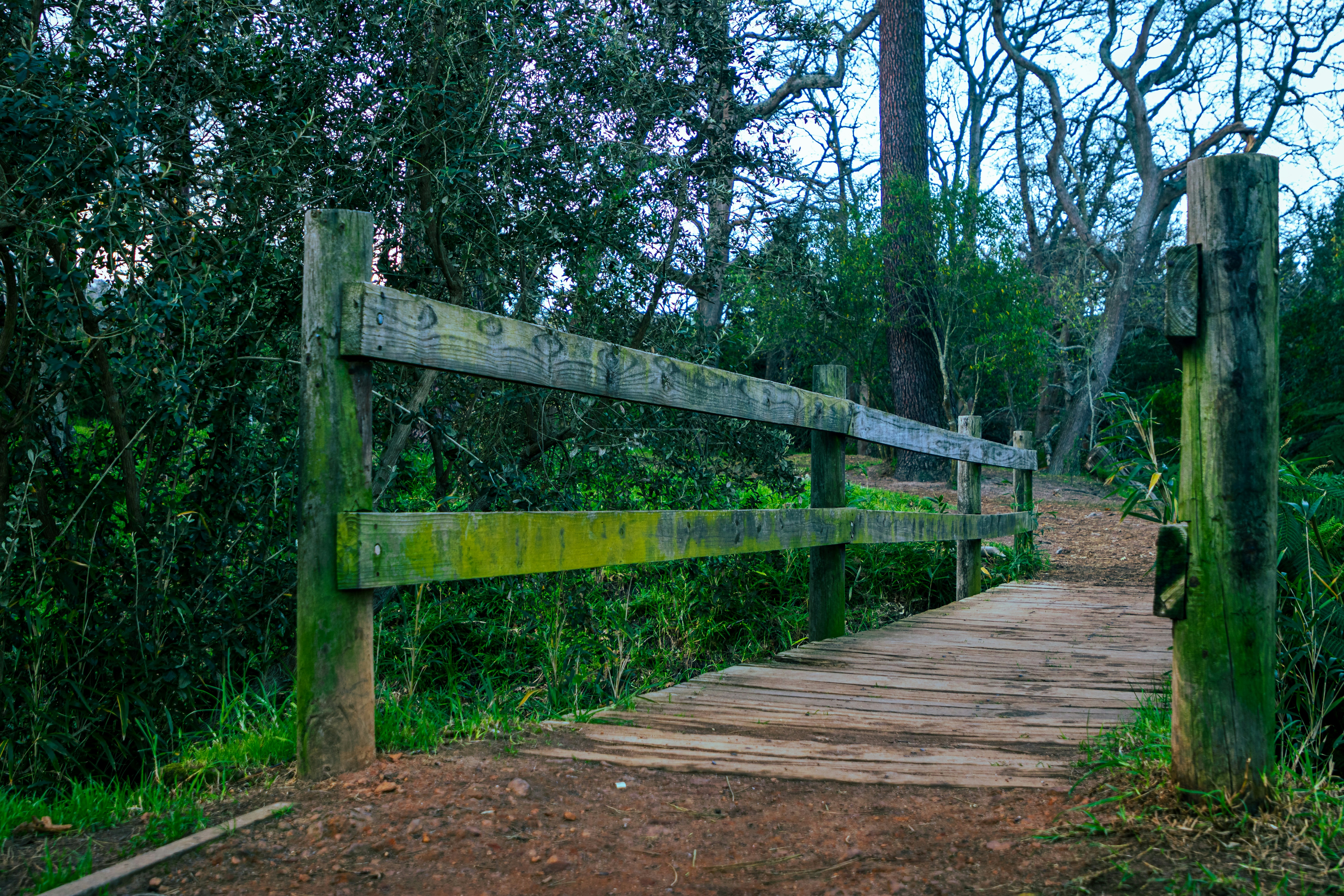 Weathered Boardwalk Through a Quiet Green Corridor