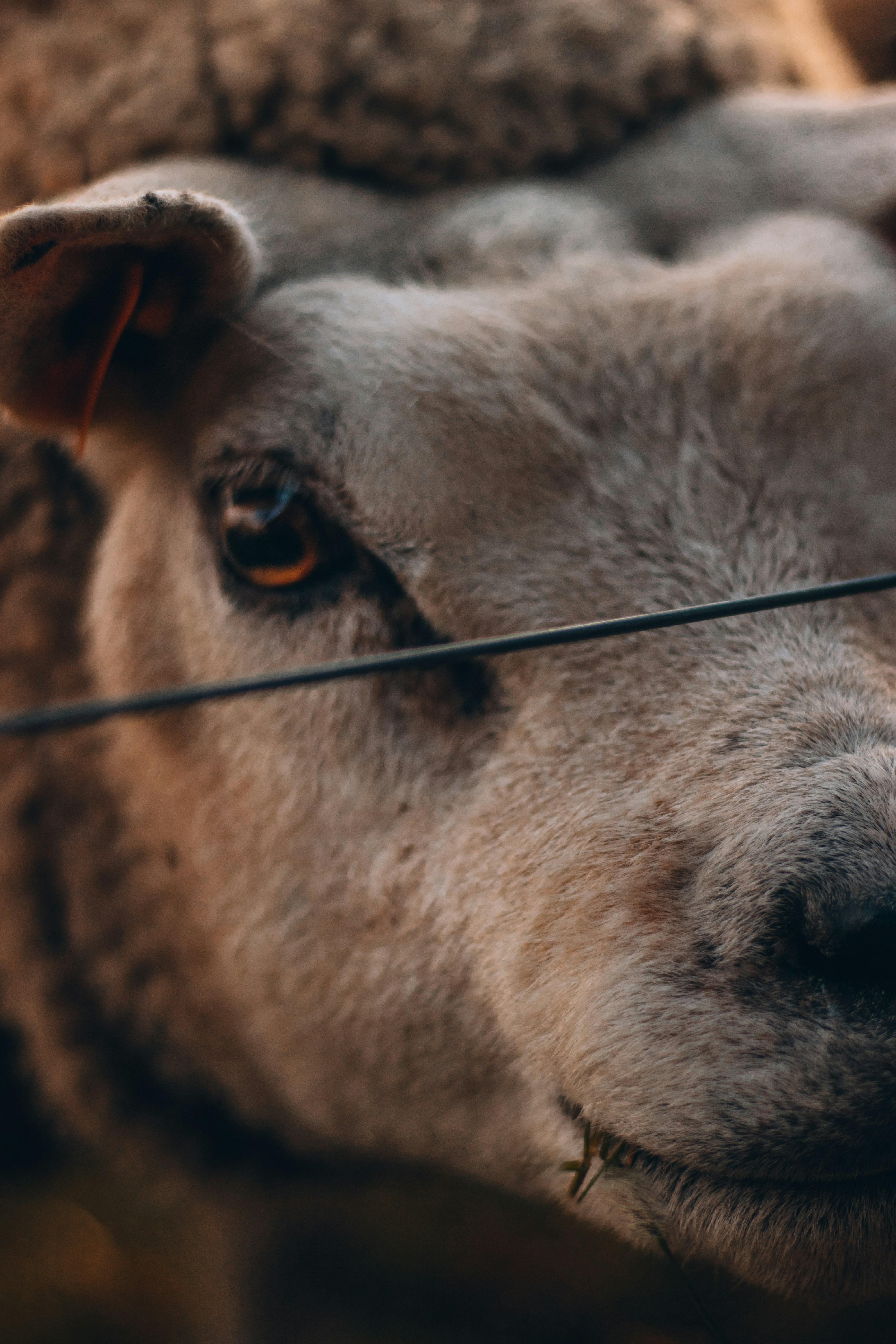 Close-up of a sheep’s thoughtful gaze through a fence at dusk