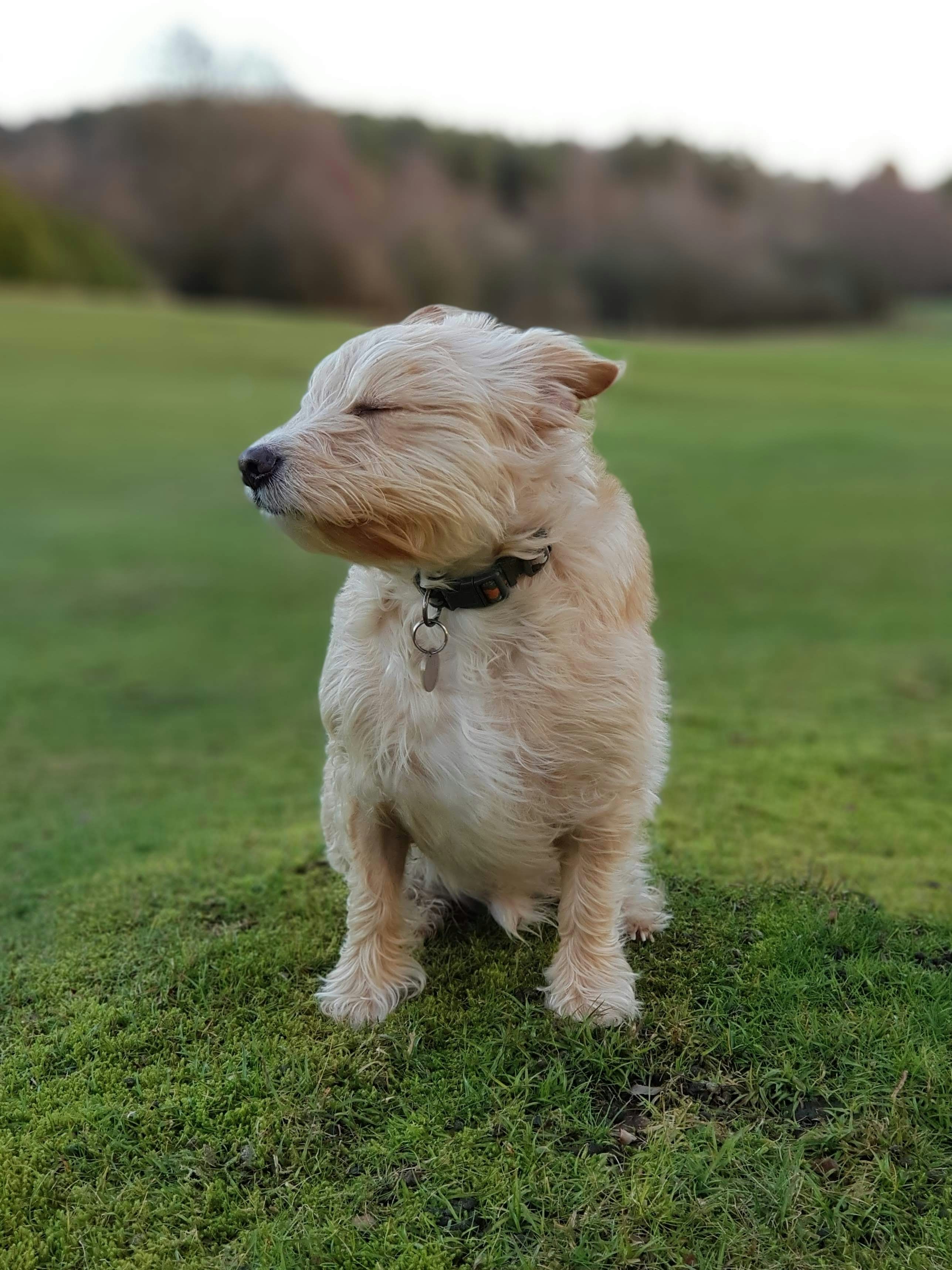 Wind-kissed Terrier in a Sunlit Park