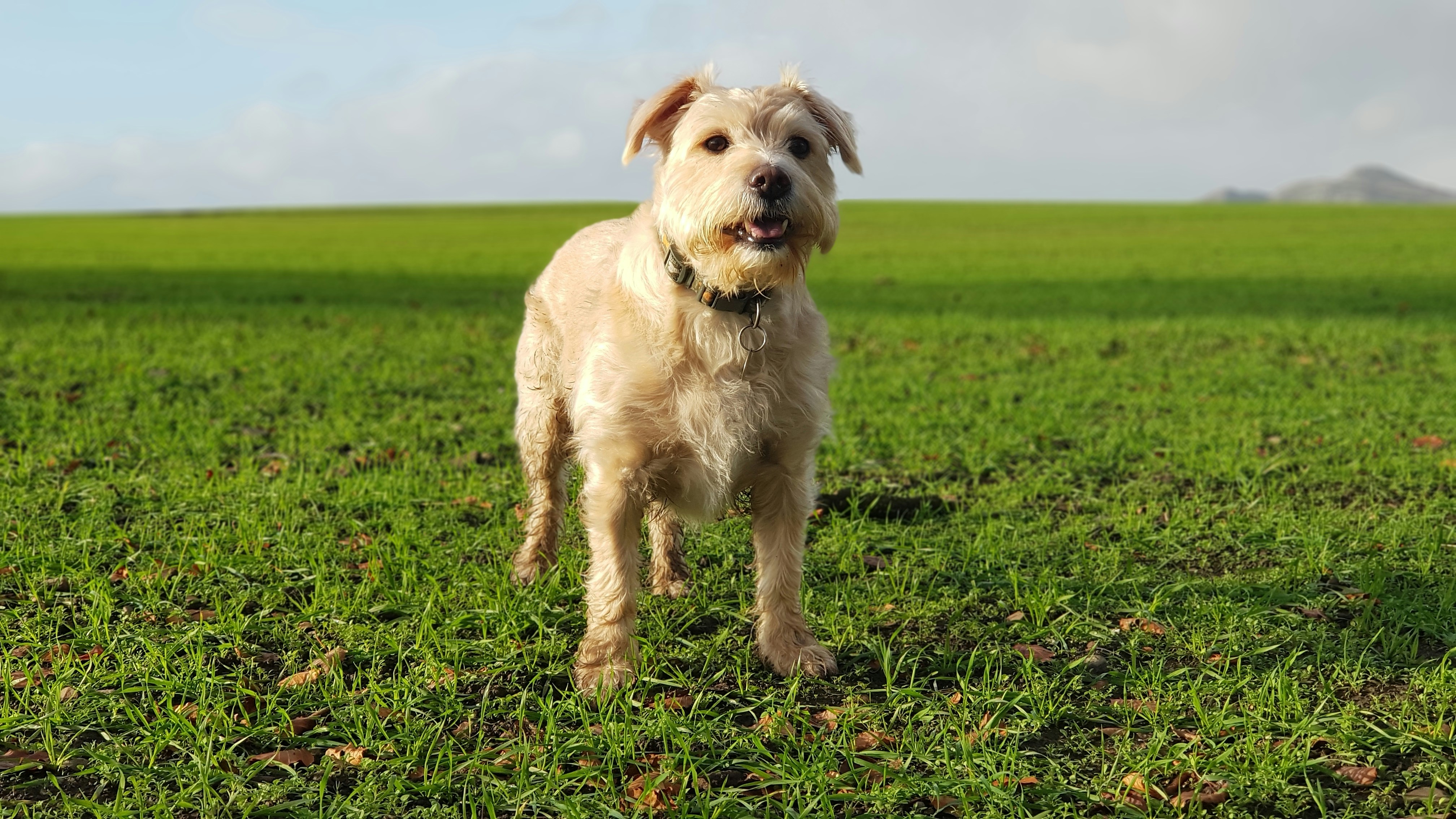 Sunny Field Boundary: A Courteous Terrier Stands Guard
