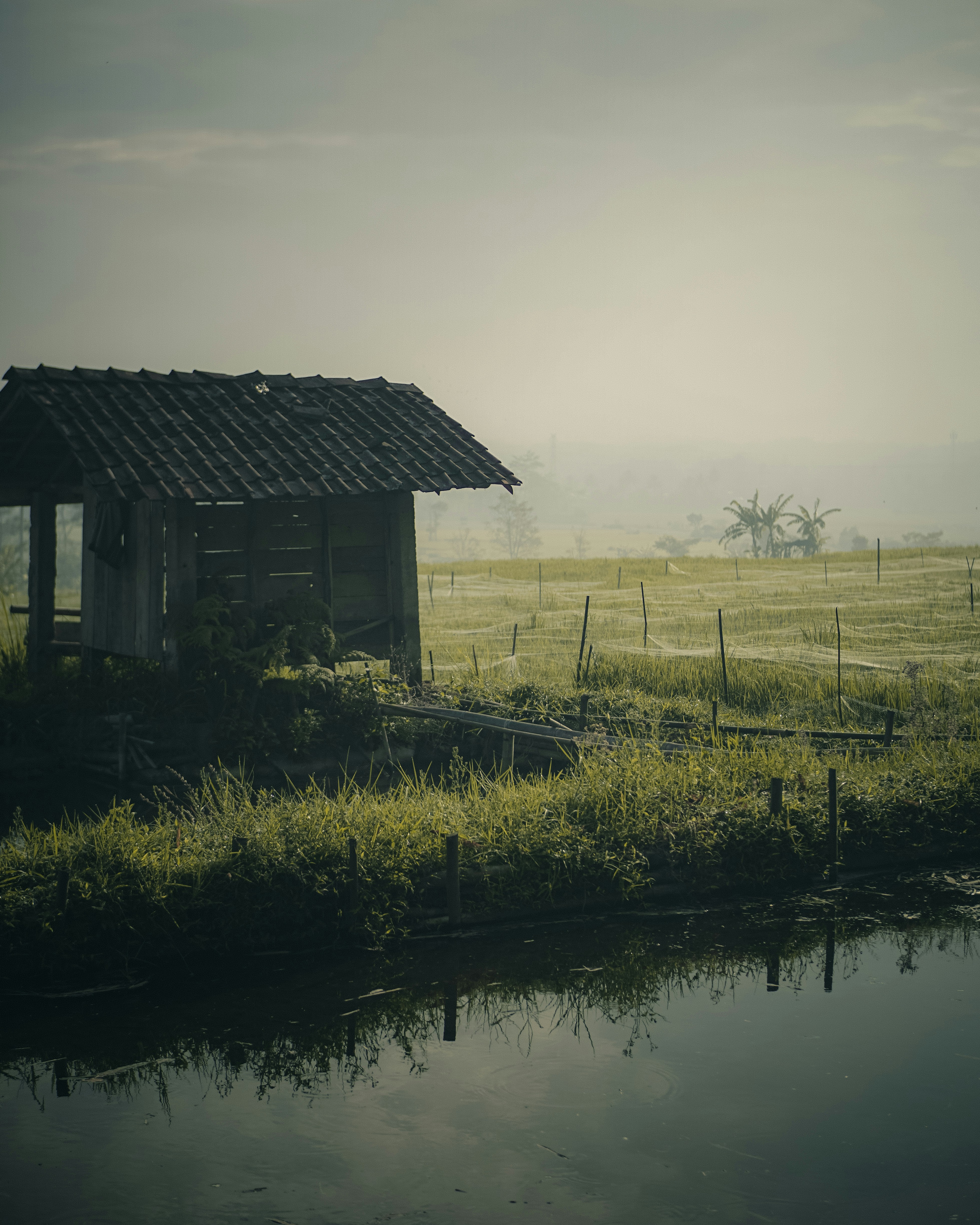 Sunlit Rustic Shed Overlooking a Misty Field