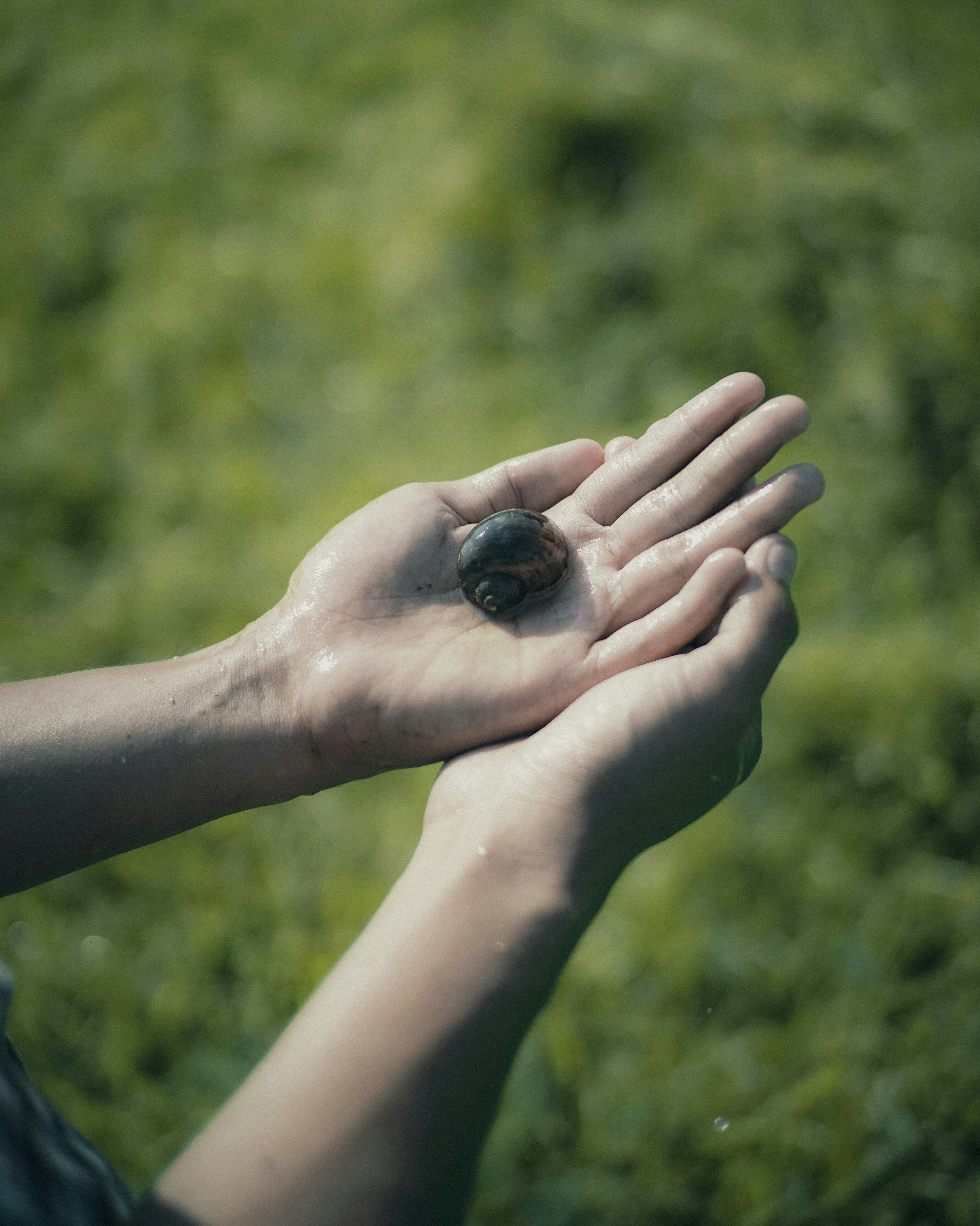 Palm-held Snail Shell Glimmer in a Quiet Meadow