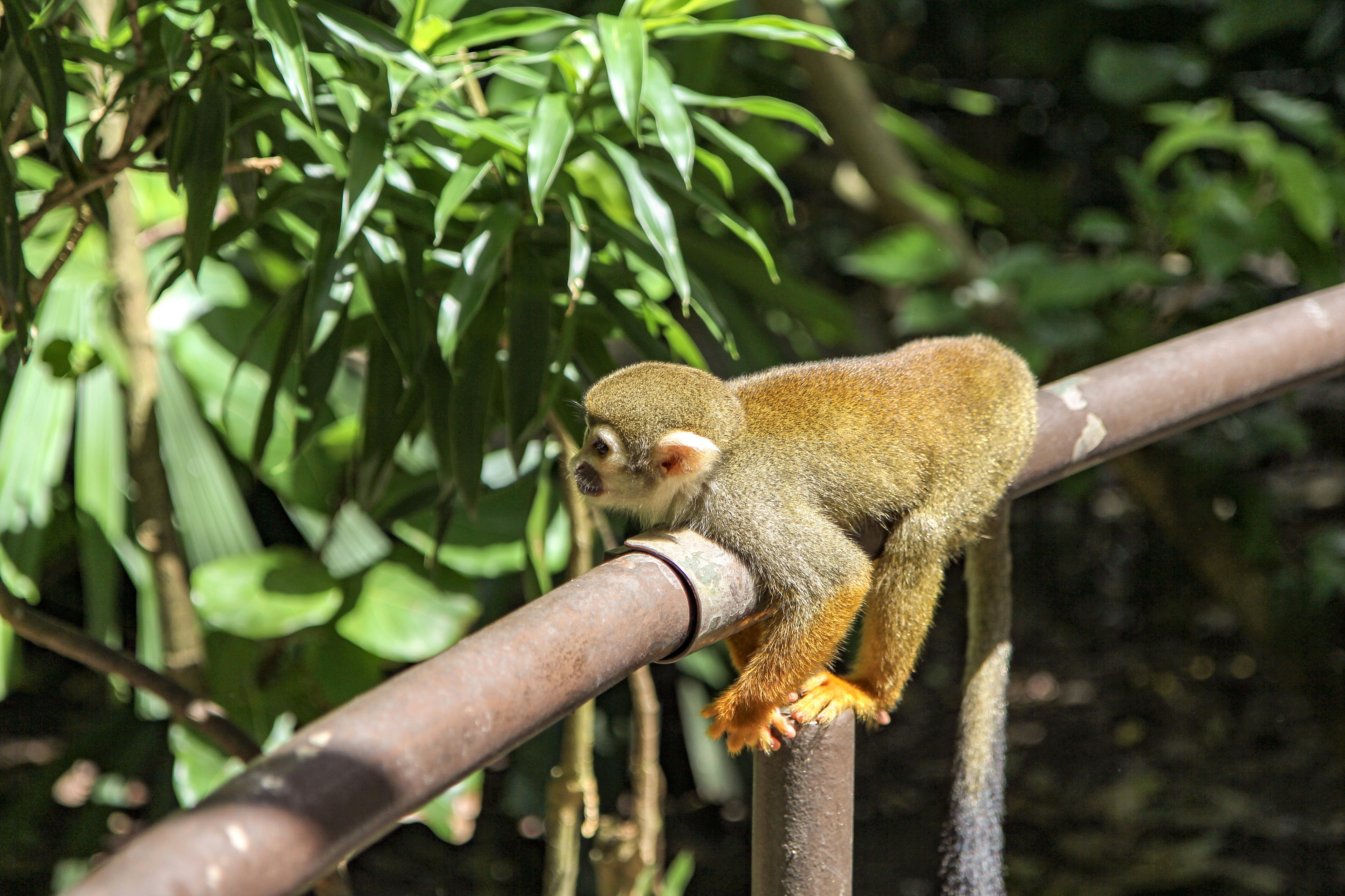 Golden-Furred Monkey on a Rusted Rail Amid Dense Foliage