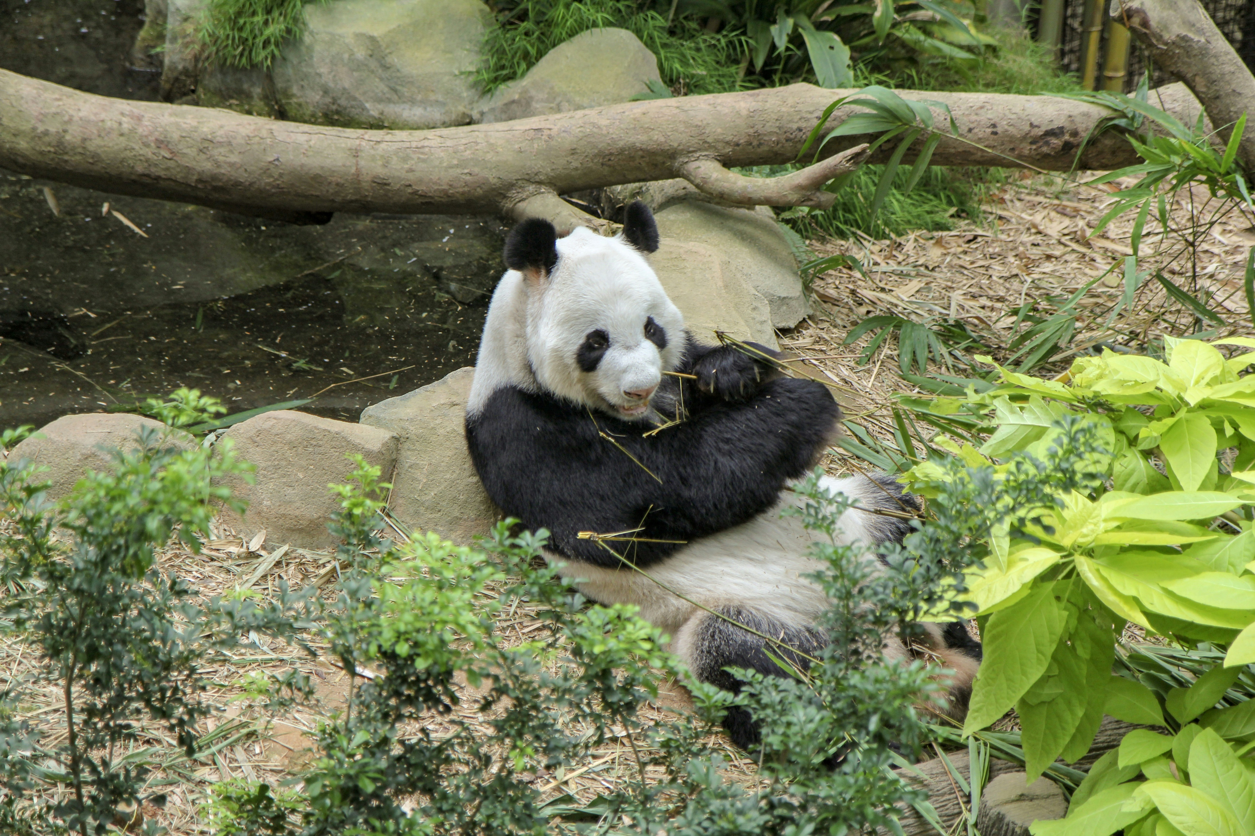 Panda at Rest Among Greenery in a Shaded Enclosure