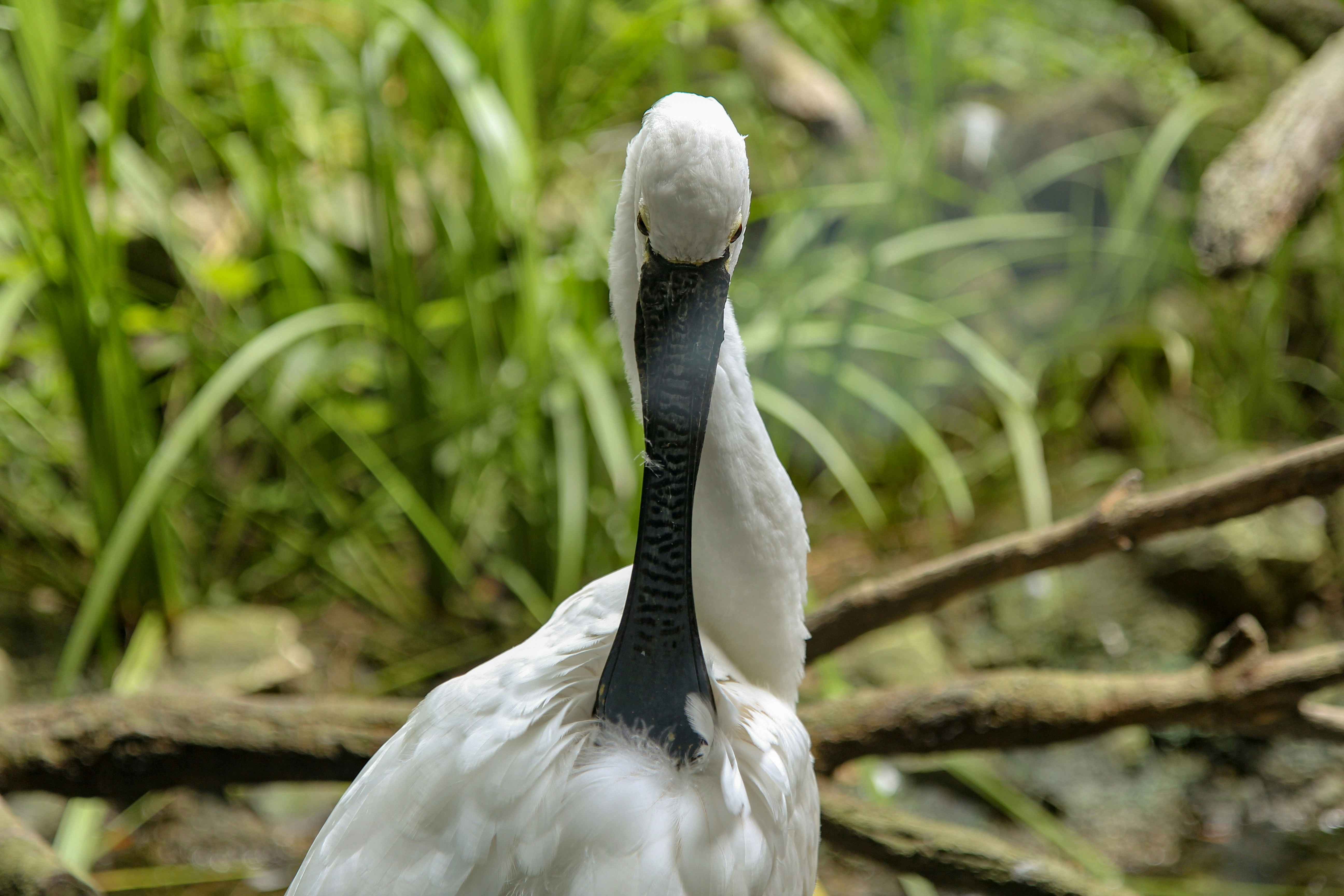 A white bird with a sleek black neck stands amidst lush greenery, showcasing its unique features. The setting highlights the harmony between wildlife and its natural habitat.