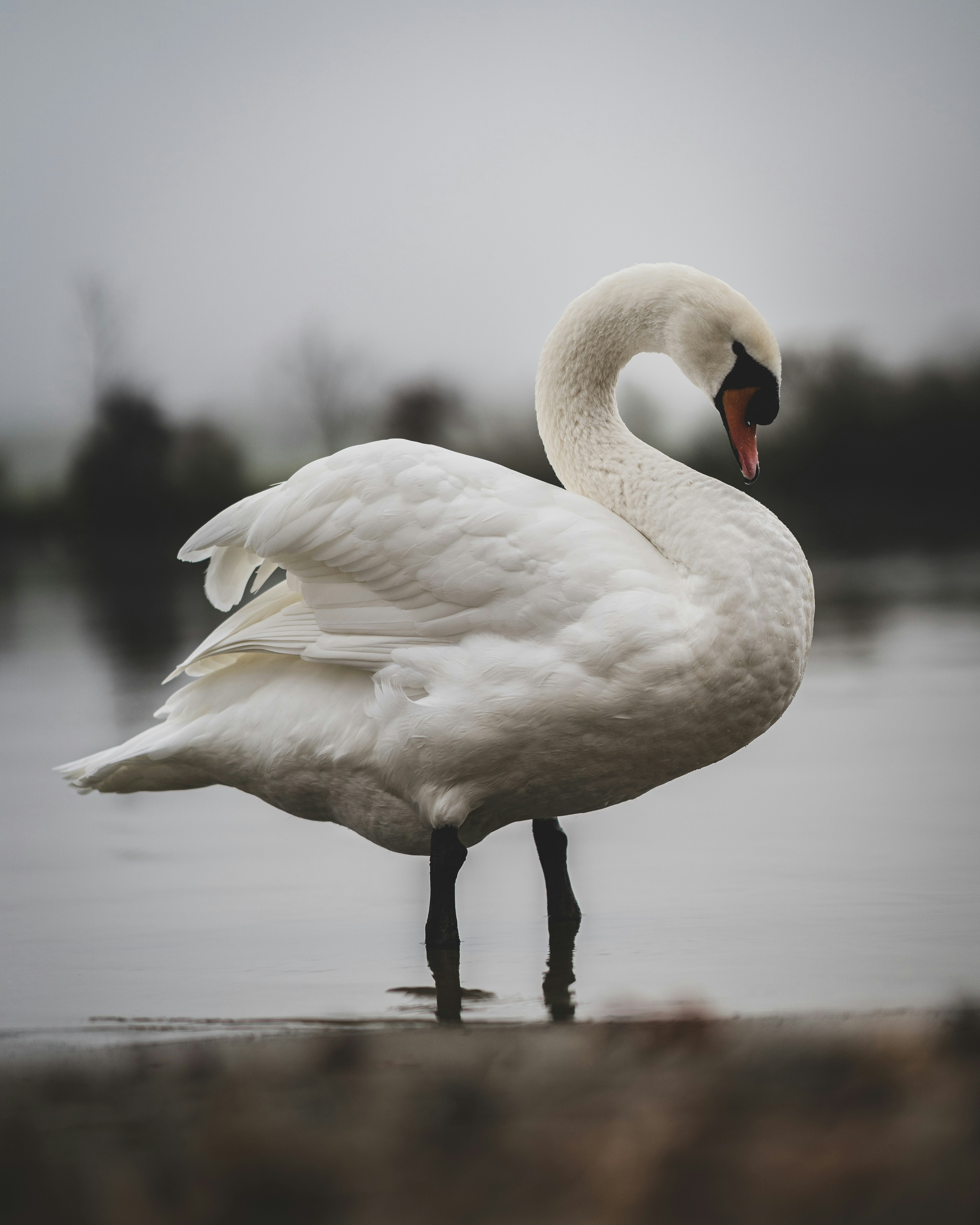 500+ Swan Pictures [HD] | Download Free Images on Unsplash