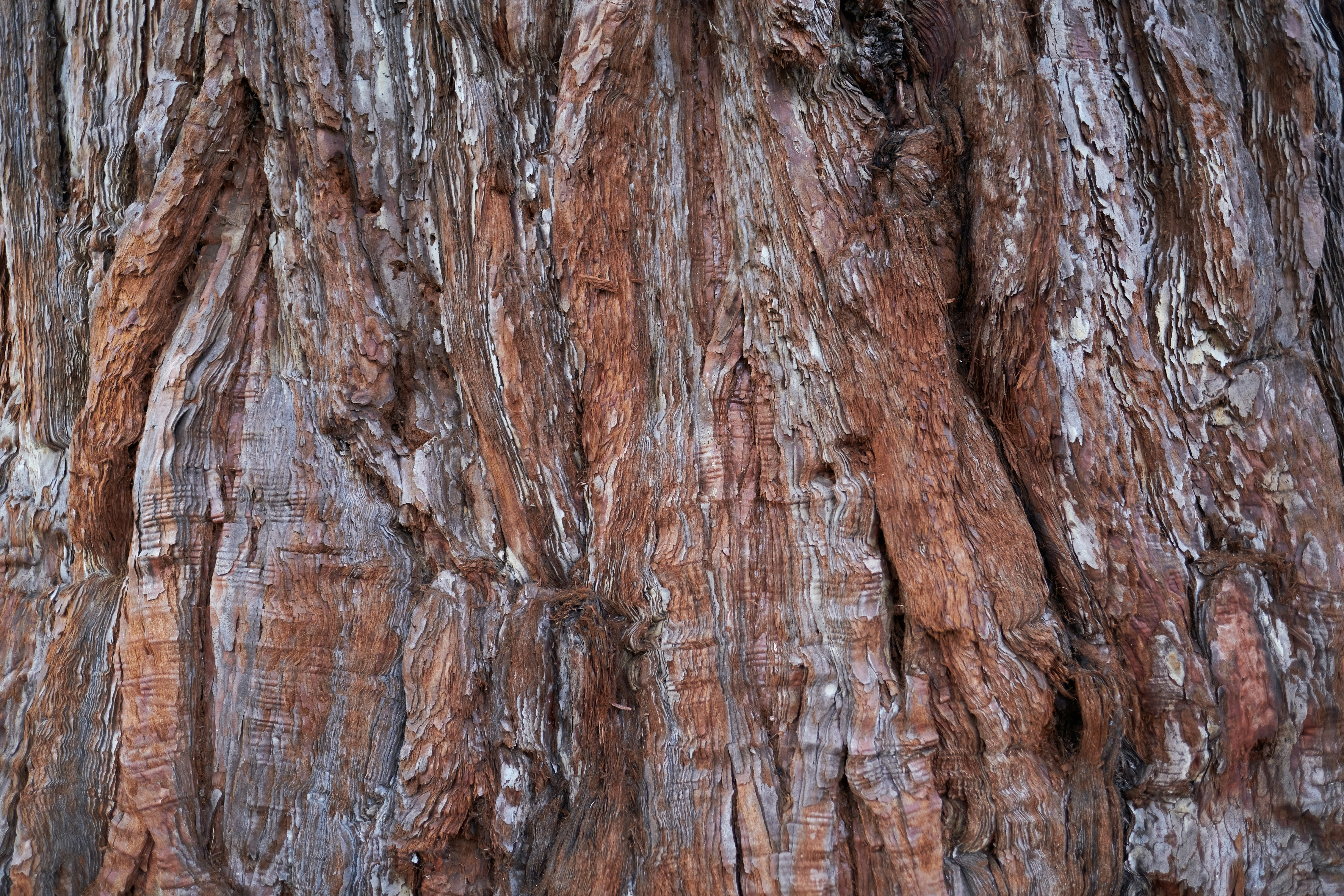 Intricate bark patterns of a mature tree showcasing rich textures and hues. The details reveal the passage of time and natural resilience.