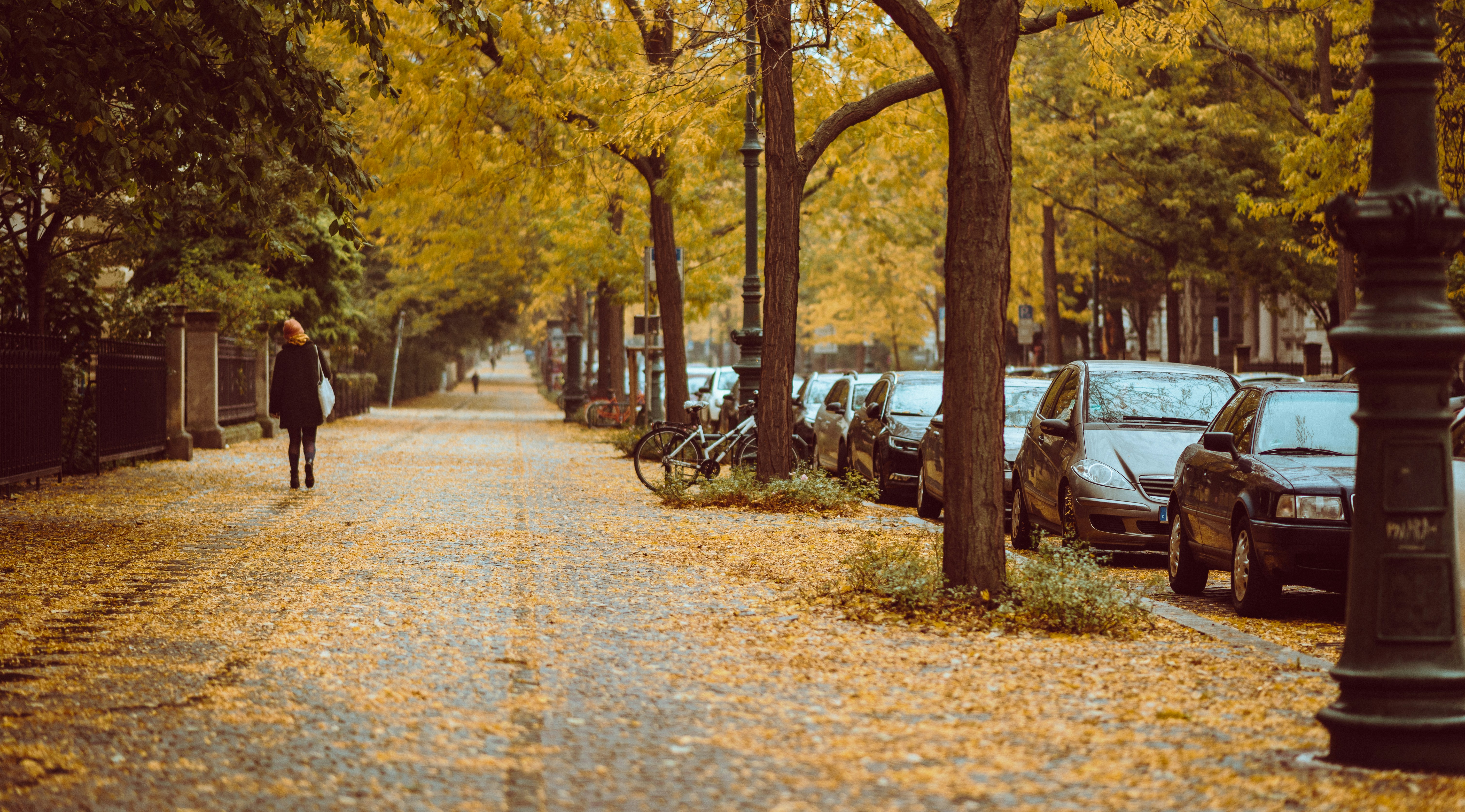 Tree-lined street blanketed with golden leaves, cars parked along the side, and a solitary figure walking in the distance.