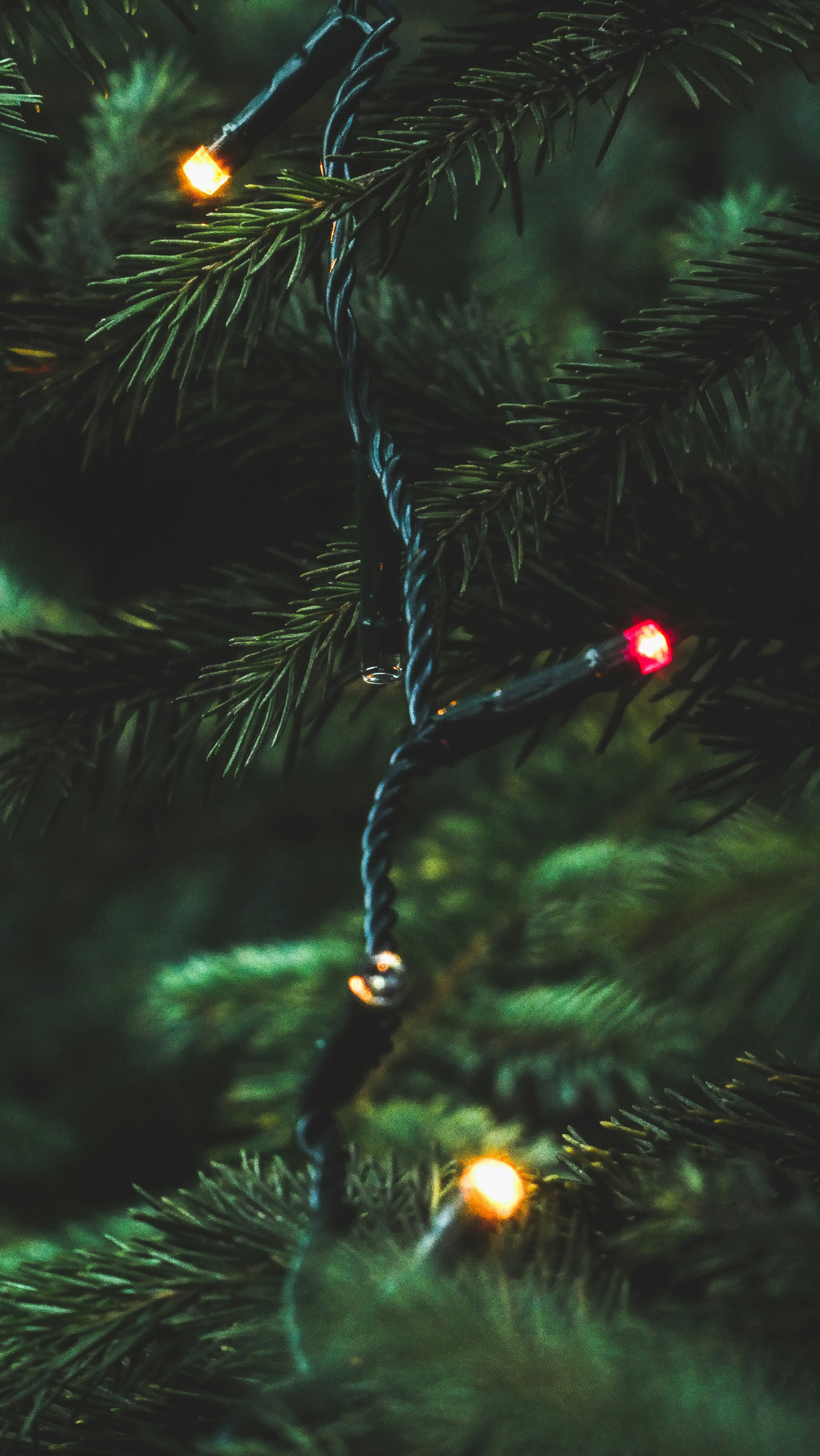 Green pine tree with blue and red string lights photo – Free Christmas ...