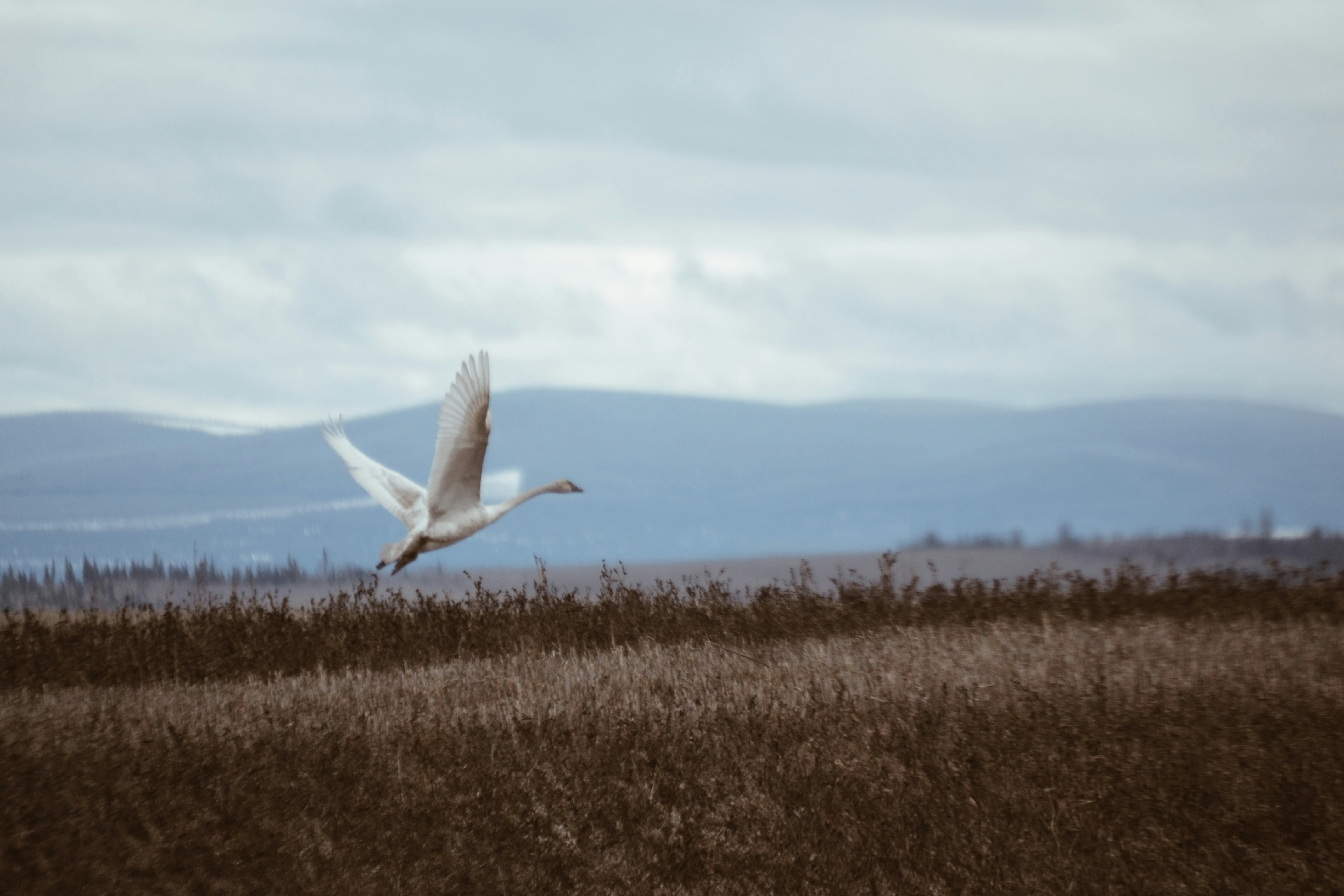 Crane in mid-takeoff over a windswept brown meadow beneath a brooding sky