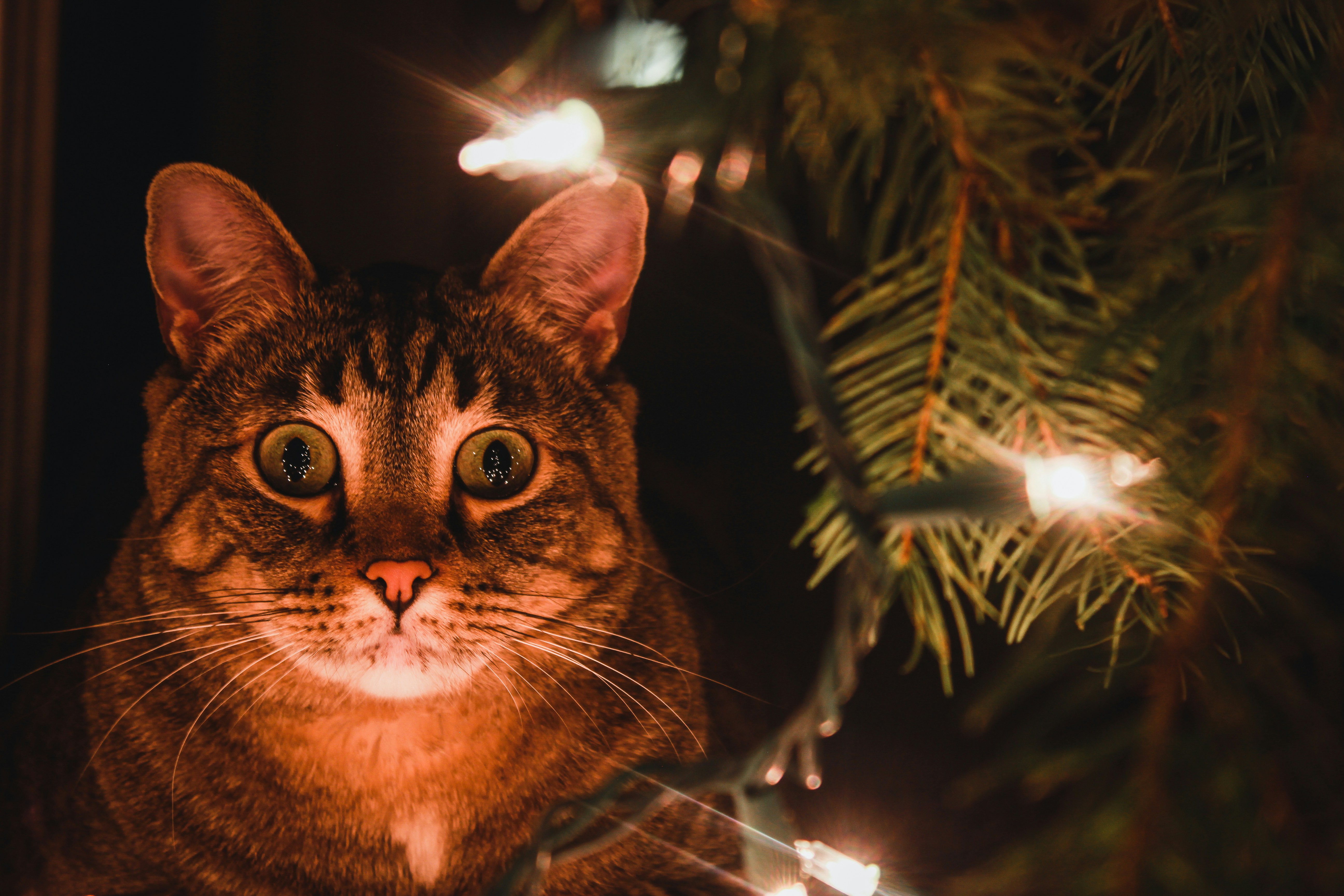 A curious tabby cat gazes intently at the camera, framed by twinkling Christmas lights and evergreen branches.