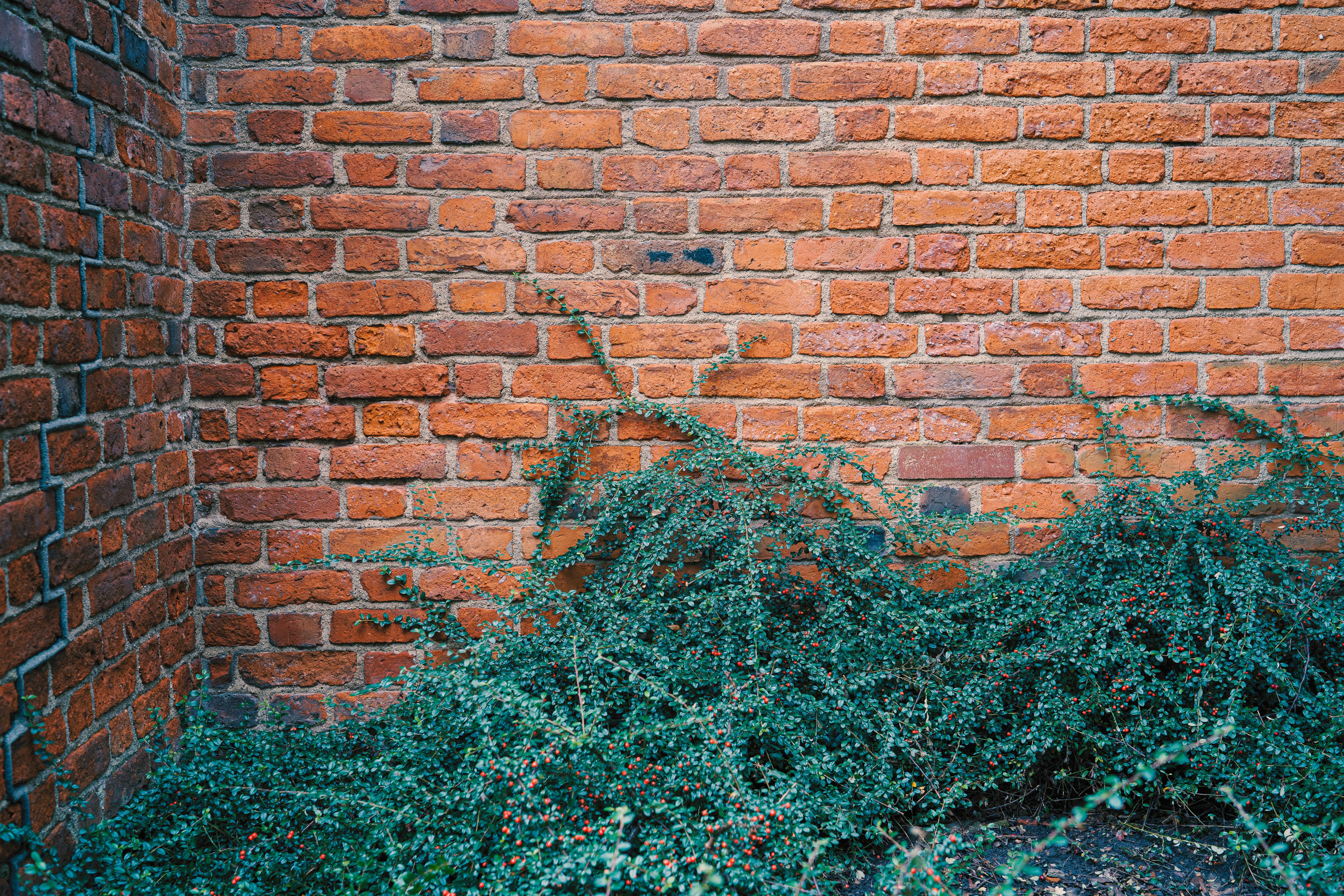 Ivy Tendrils Reclaim a Weathered Brick Wall