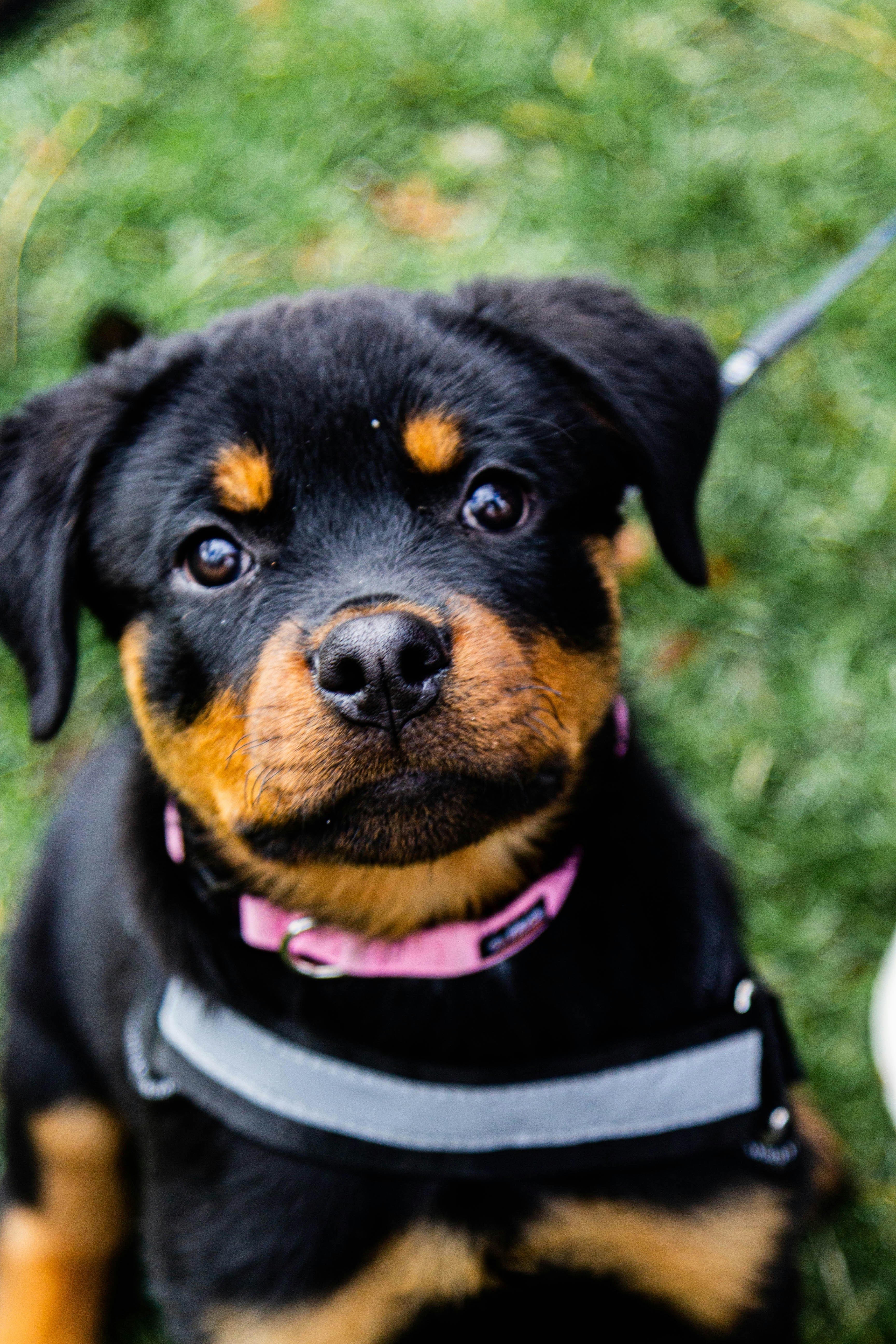 Blue Eyed Rottweiler Puppies