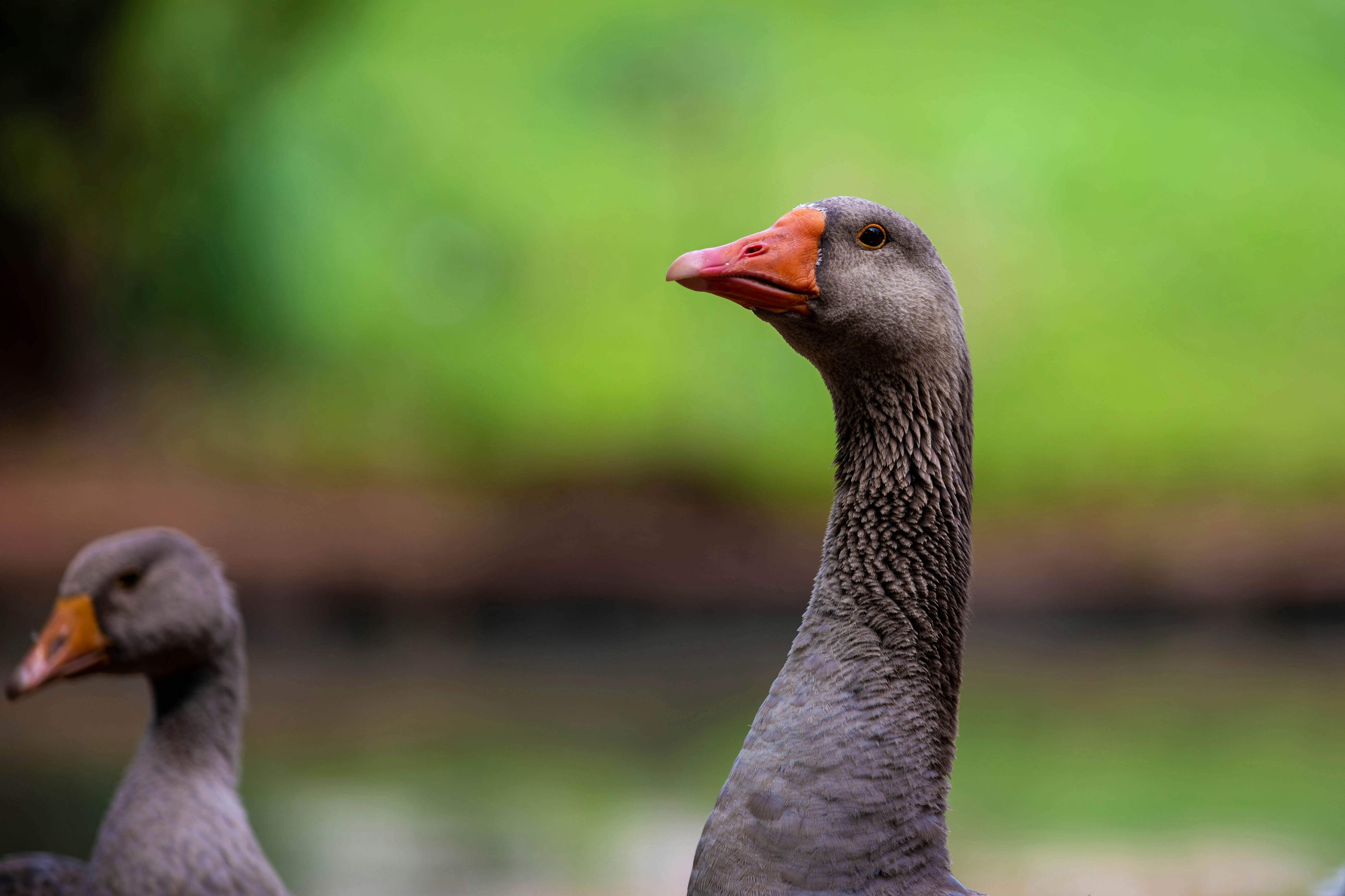 A Watchful Glance: Goose in Soft Focus Field