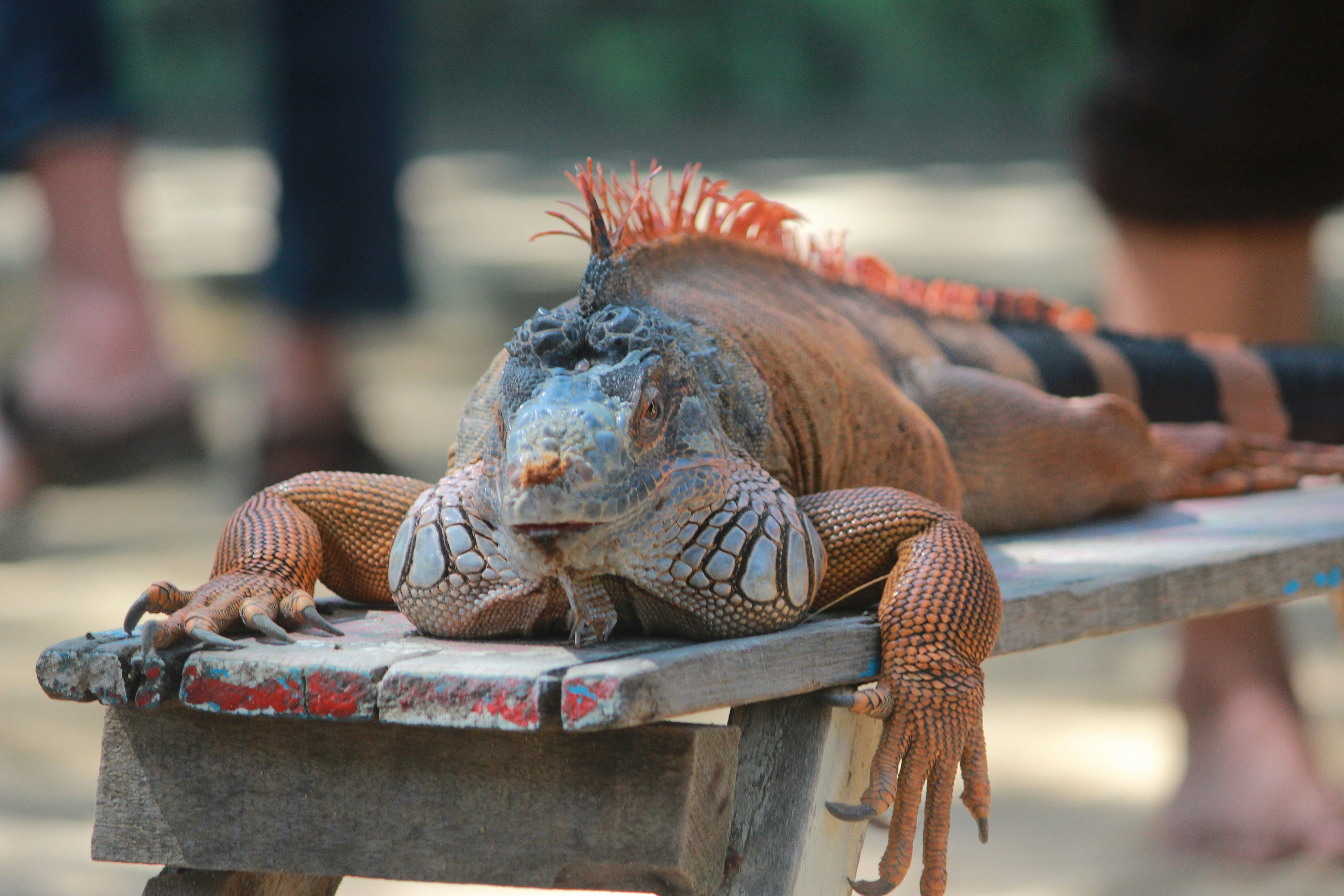 Crested Iguana Reposes on a Weathered Bench in Dappled Shade