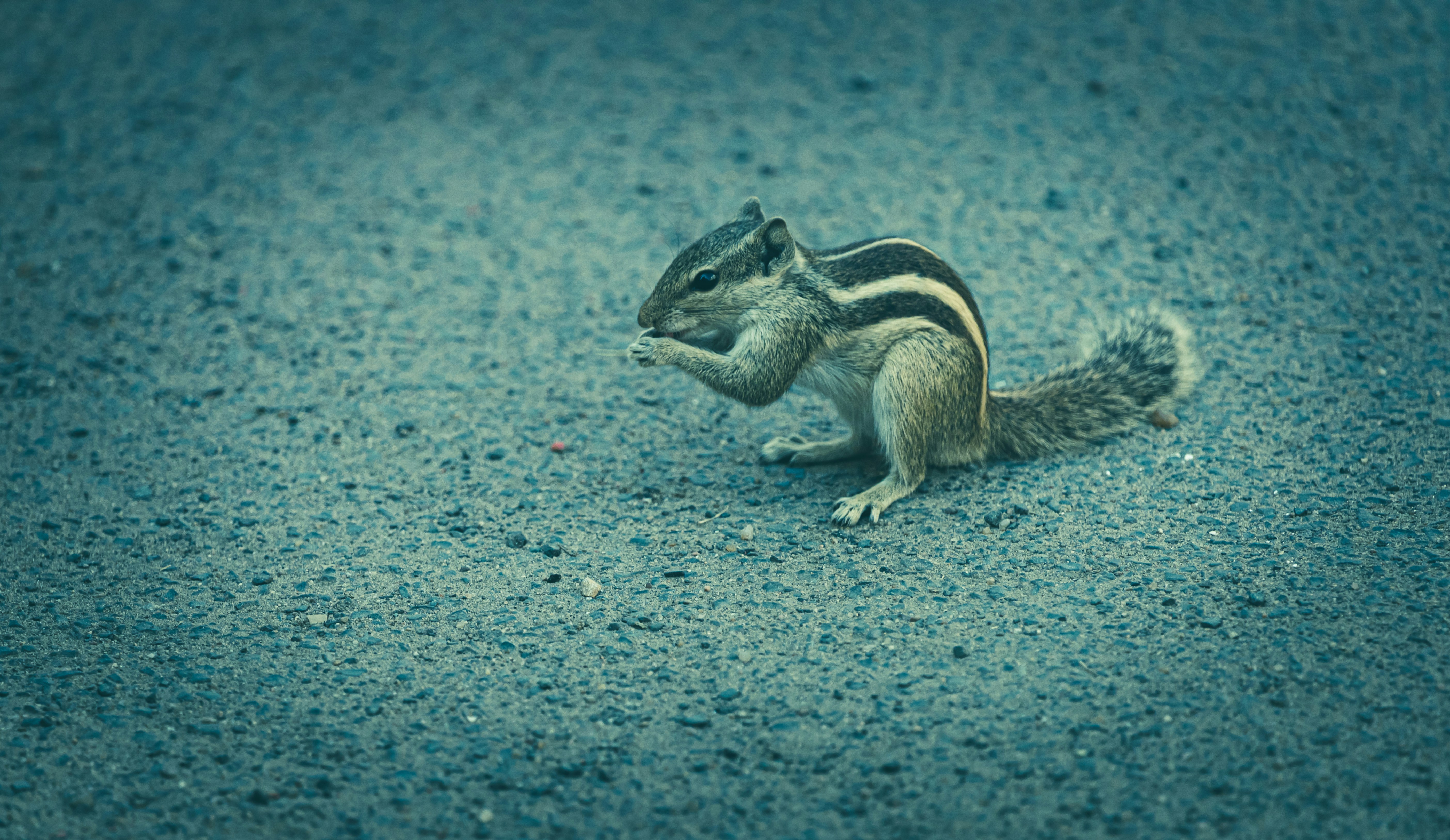 Rodent