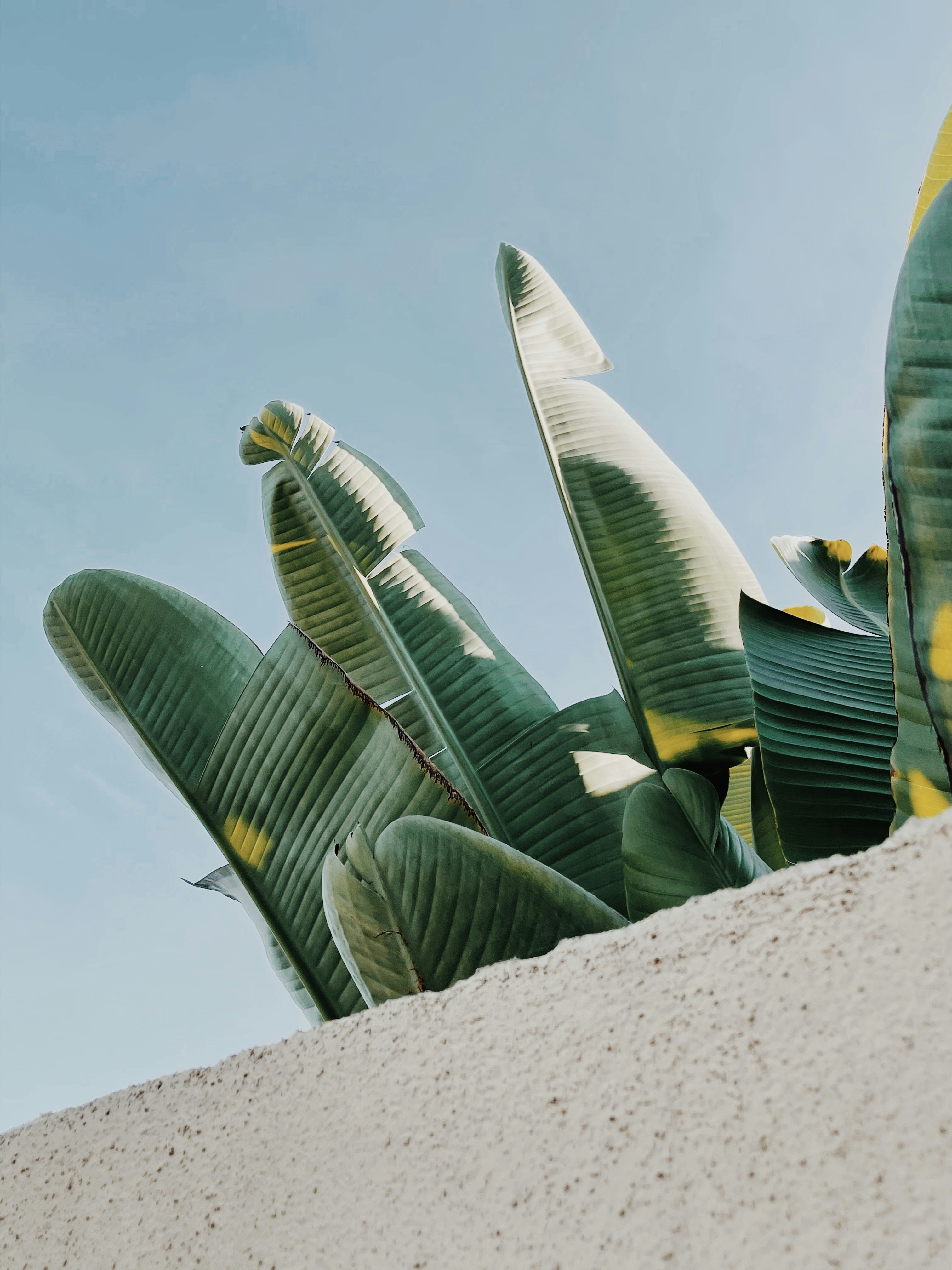 Lush green banana leaves rise against a clear blue sky, their textures and colors vividly displayed. A sandy surface provides a contrasting foreground.