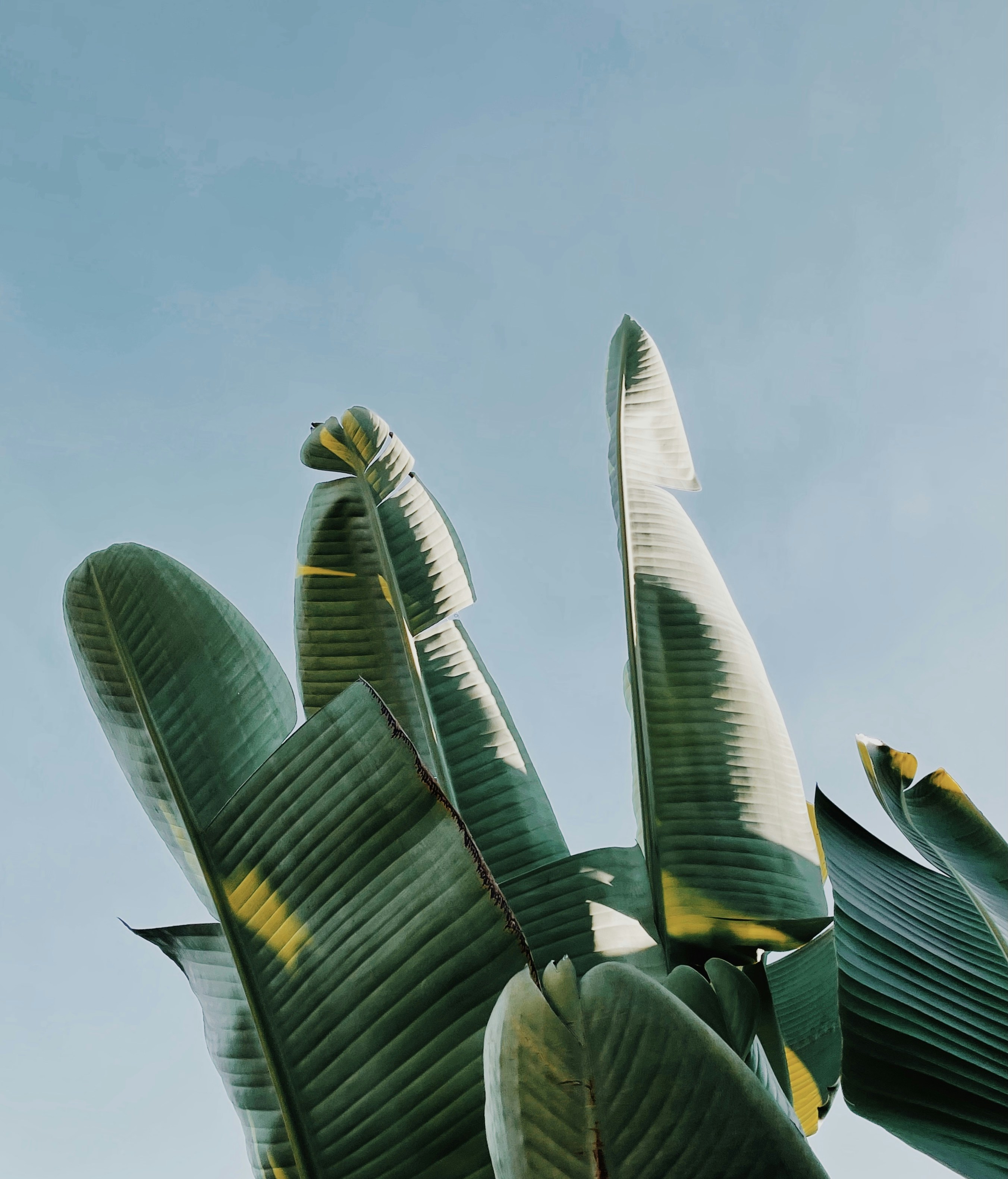 Verdant Fronds Reaching Toward a Cerulean Sky